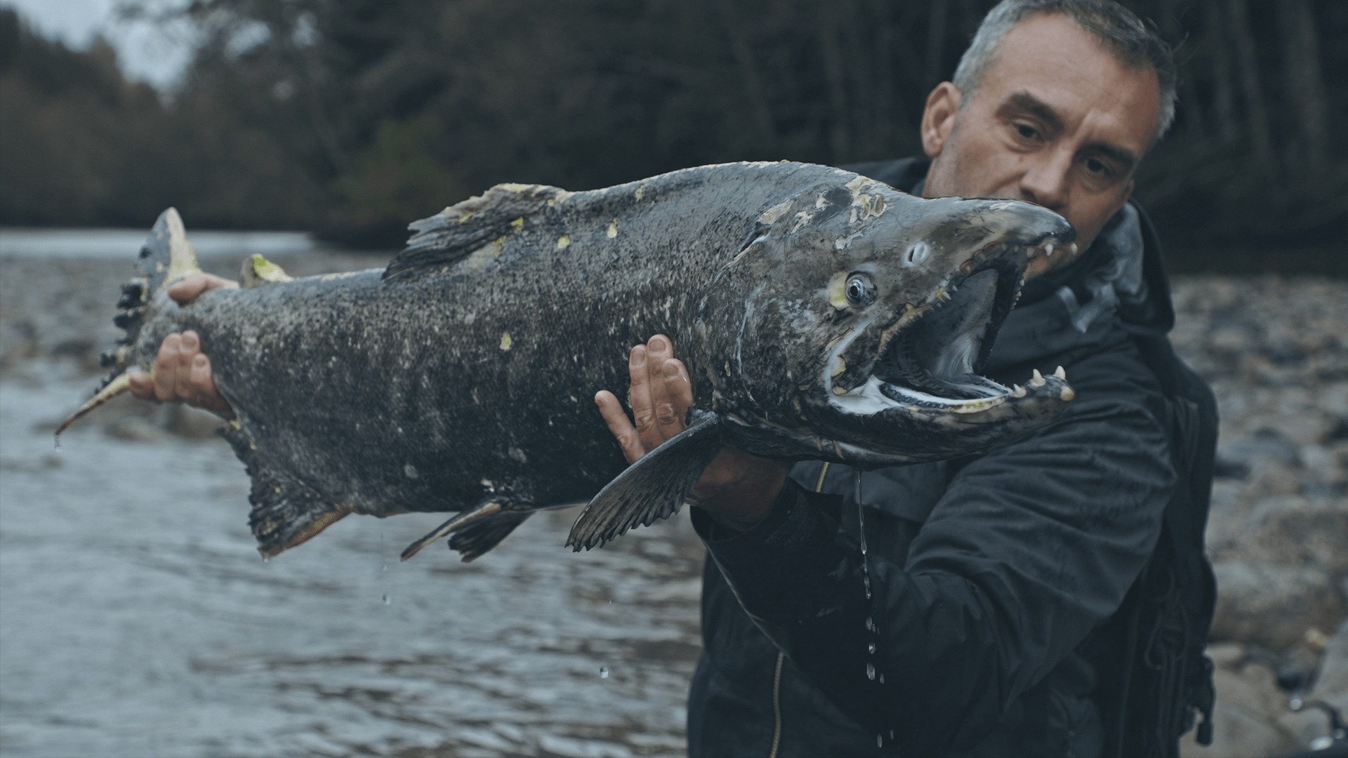 Last of the Giants: Wild Fish - Disney+