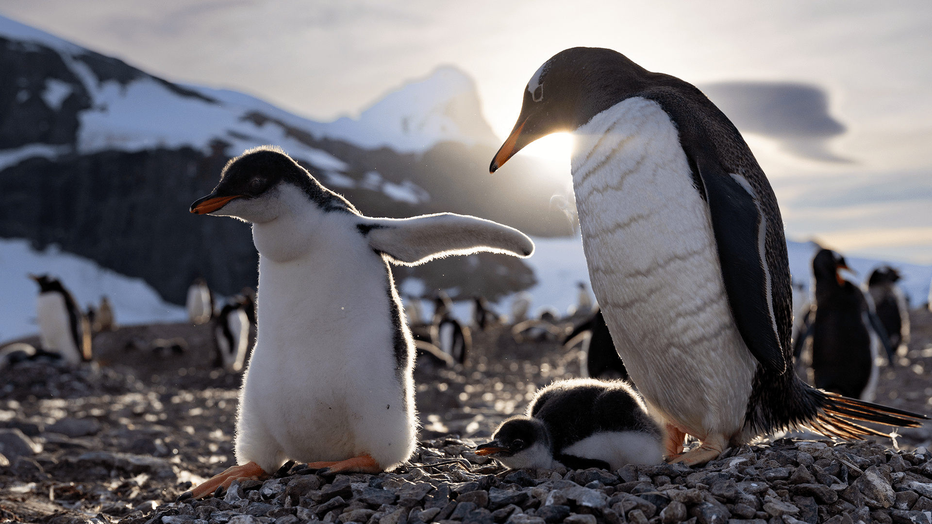 Secrets of the Penguins - Disney+