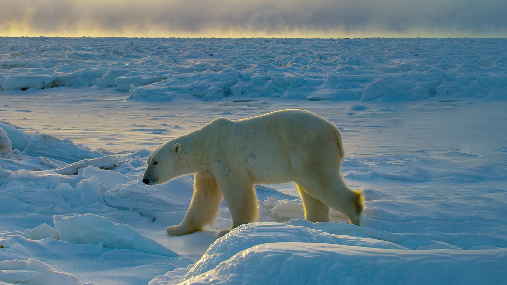 JioHotstar - Watch TV Shows, Movies, Specials, Live Cricket & Football