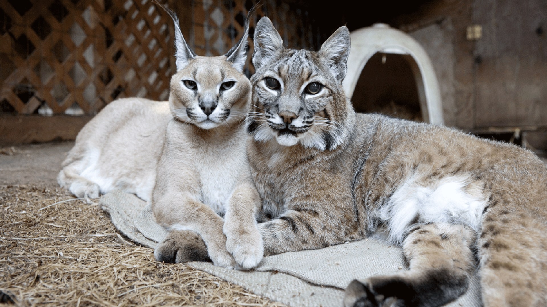 Unlikely Animal Friends - Disney+