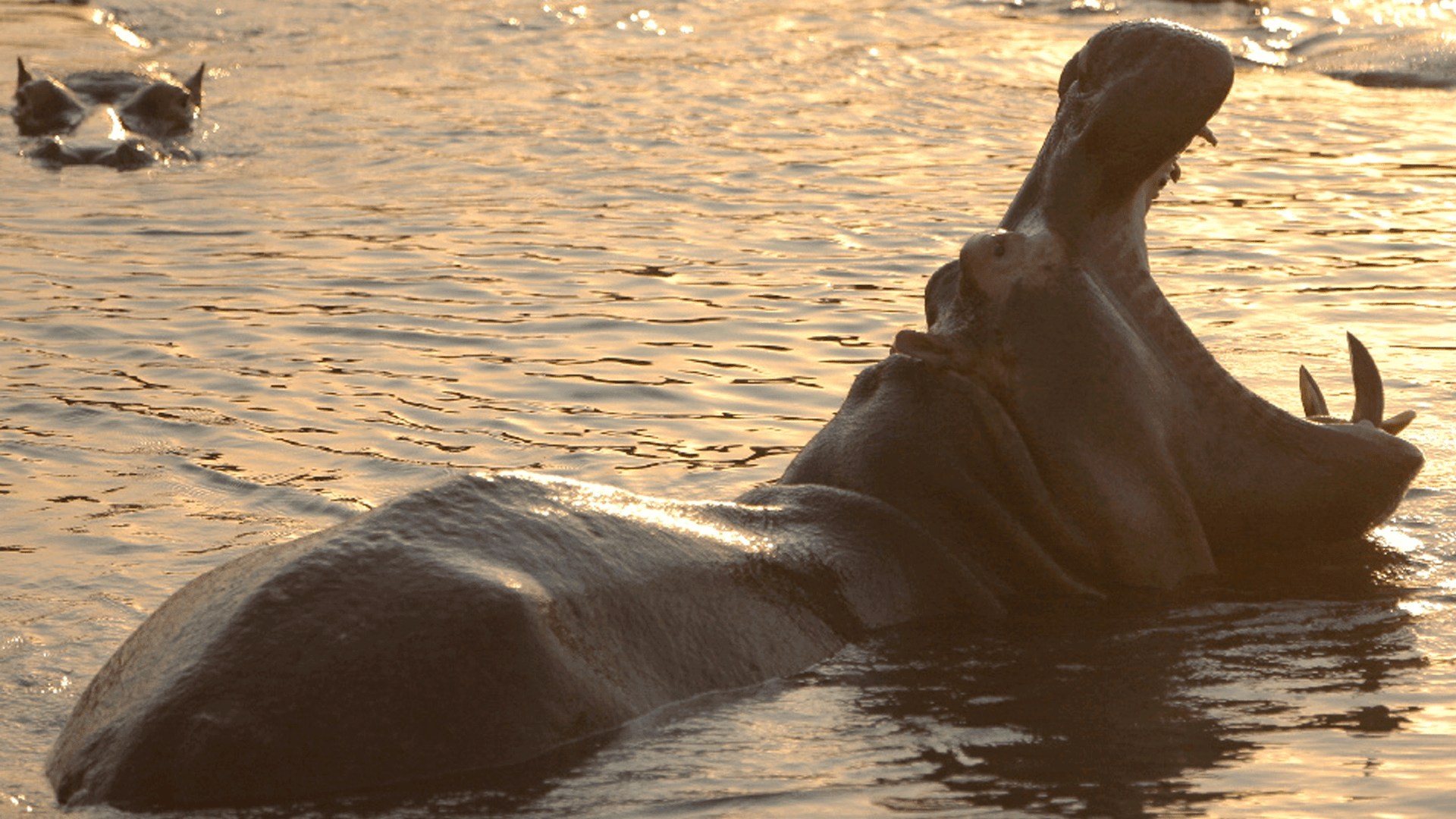 Wild Congo - Disney+