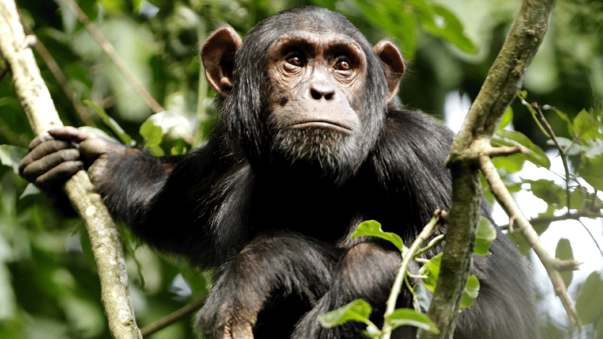 Wild Congo - Disney+