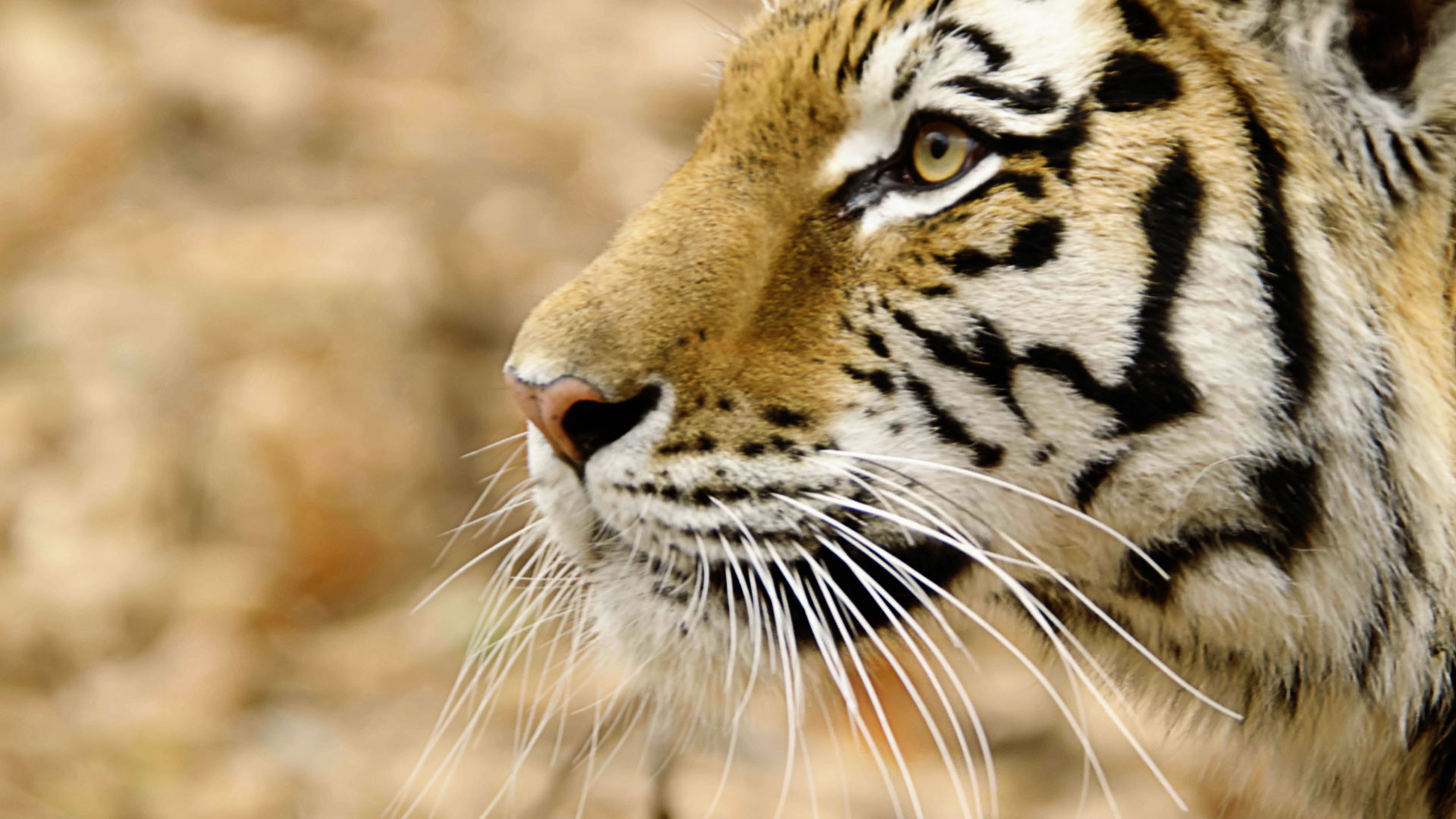 Wild Russia - Disney+