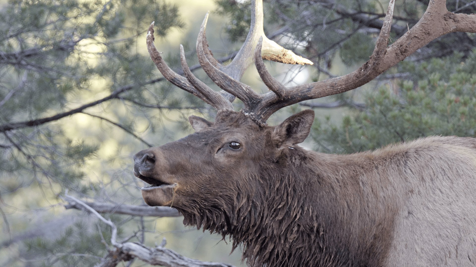 America's National Parks - Disney+