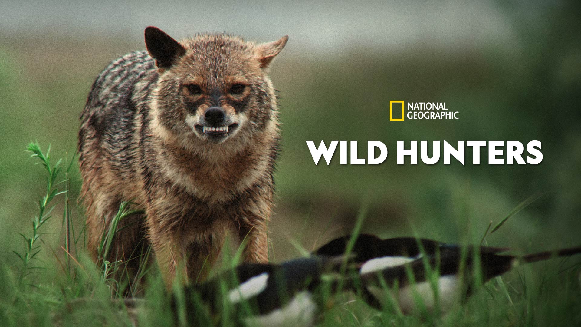 Wild Hunters Wildlife Series, now streaming on Disney+ Hotstar