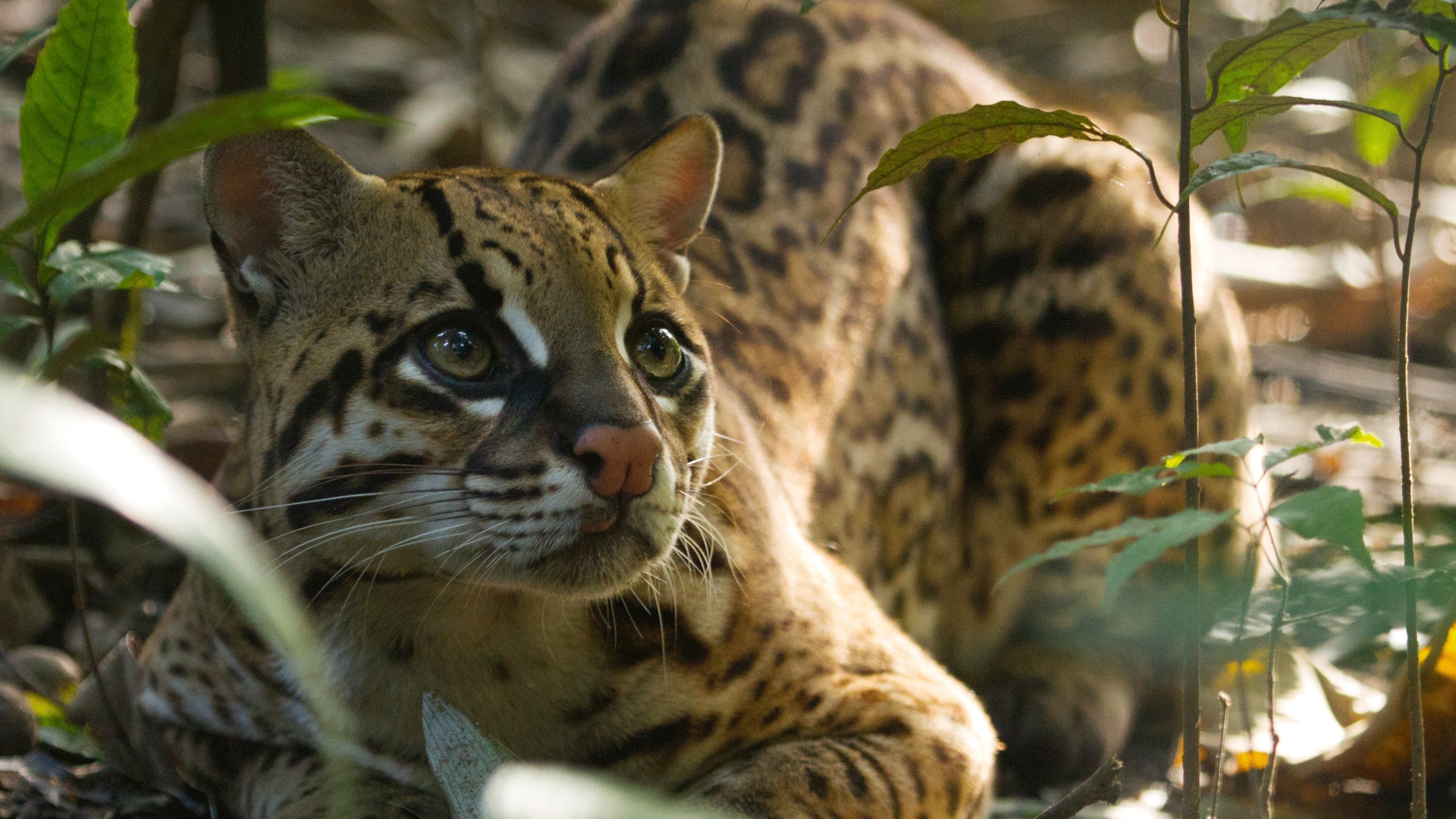 Hostile Planet - Disney+