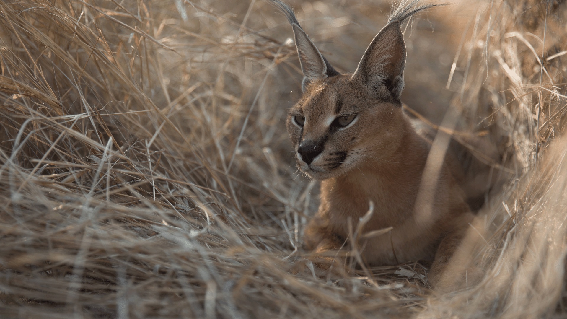 Hostile Planet - Disney+