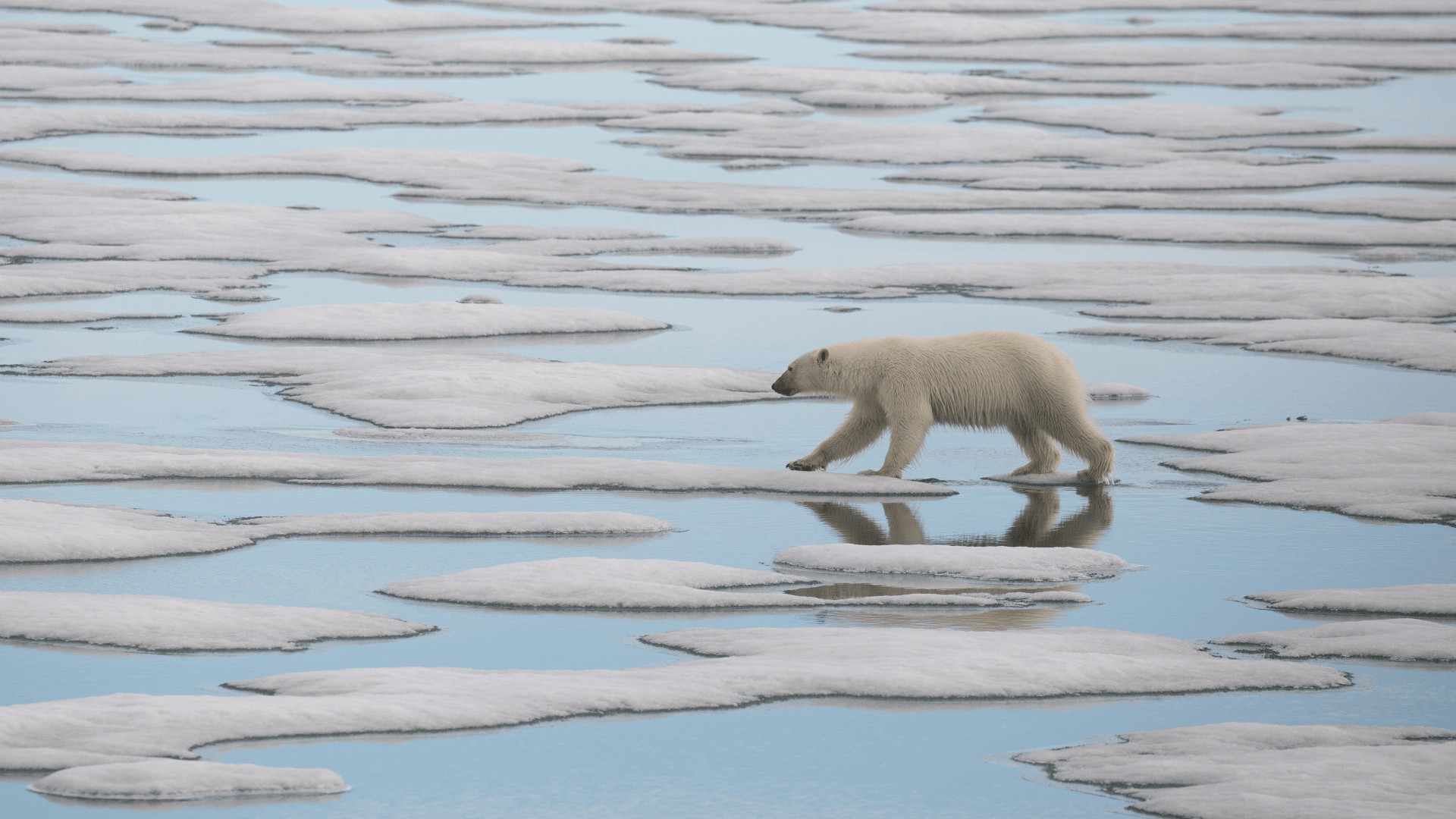 Hostile Planet - Disney+