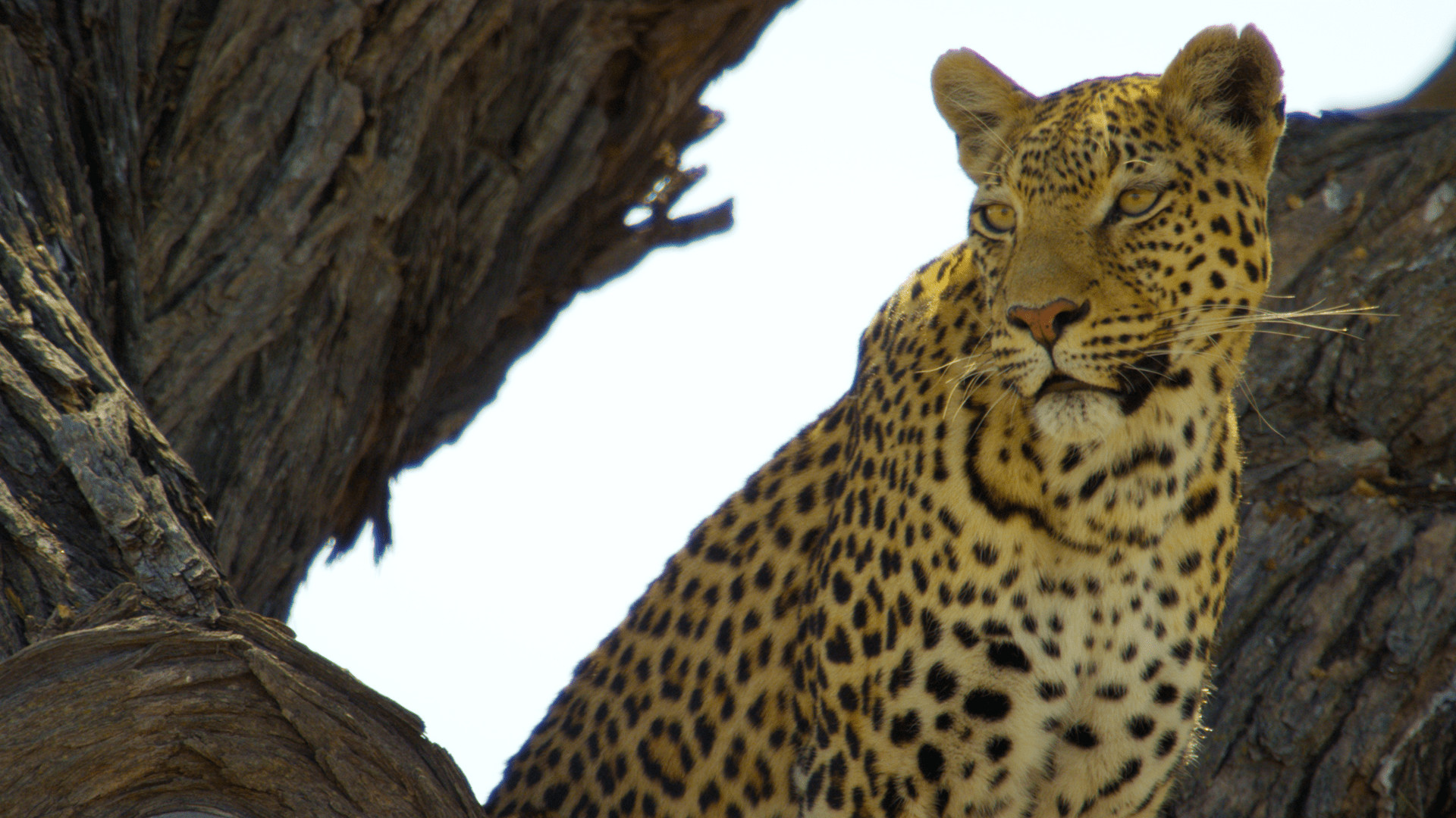 Savage Kingdom - Disney+