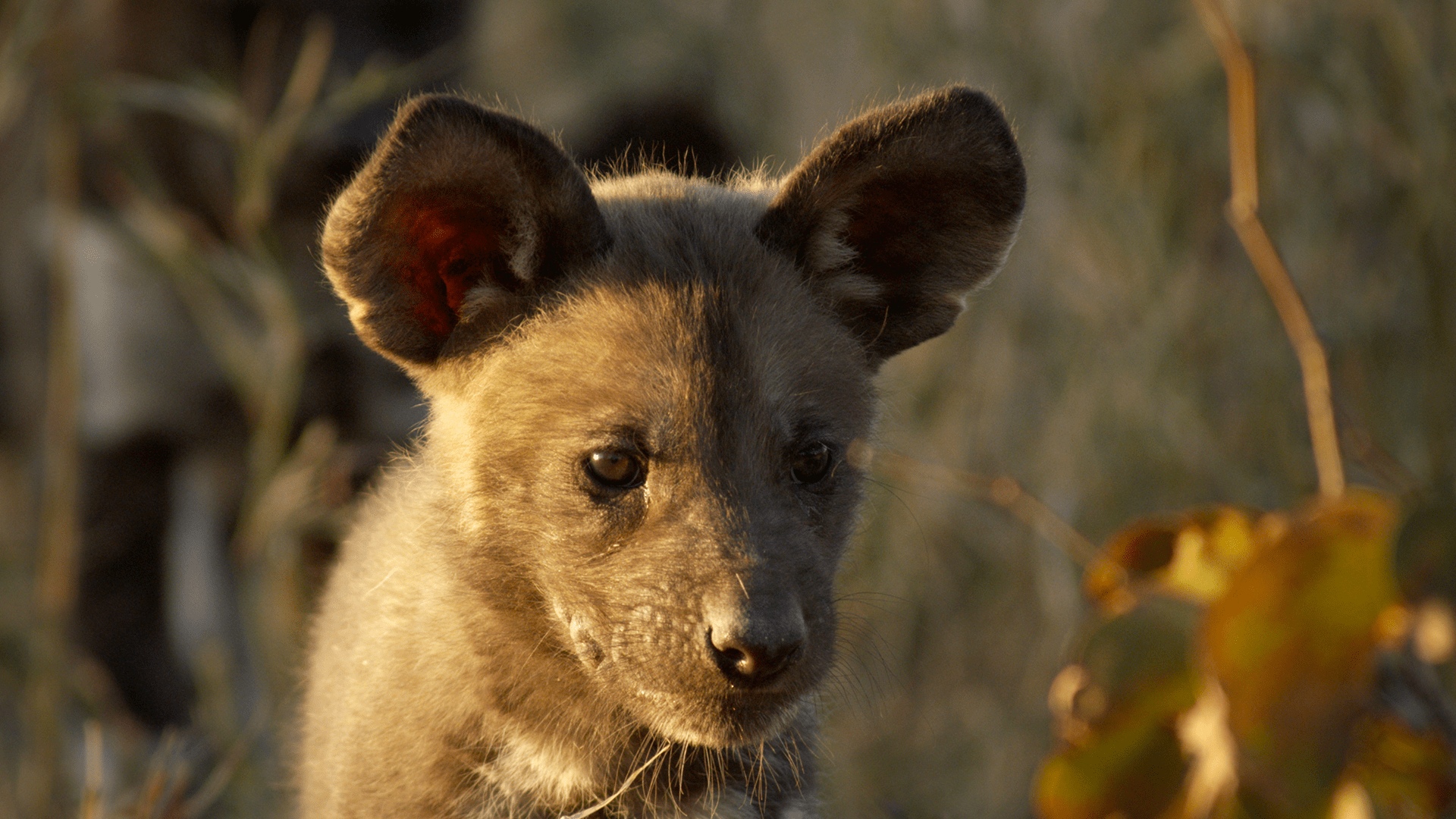 Savage Kingdom - Disney+