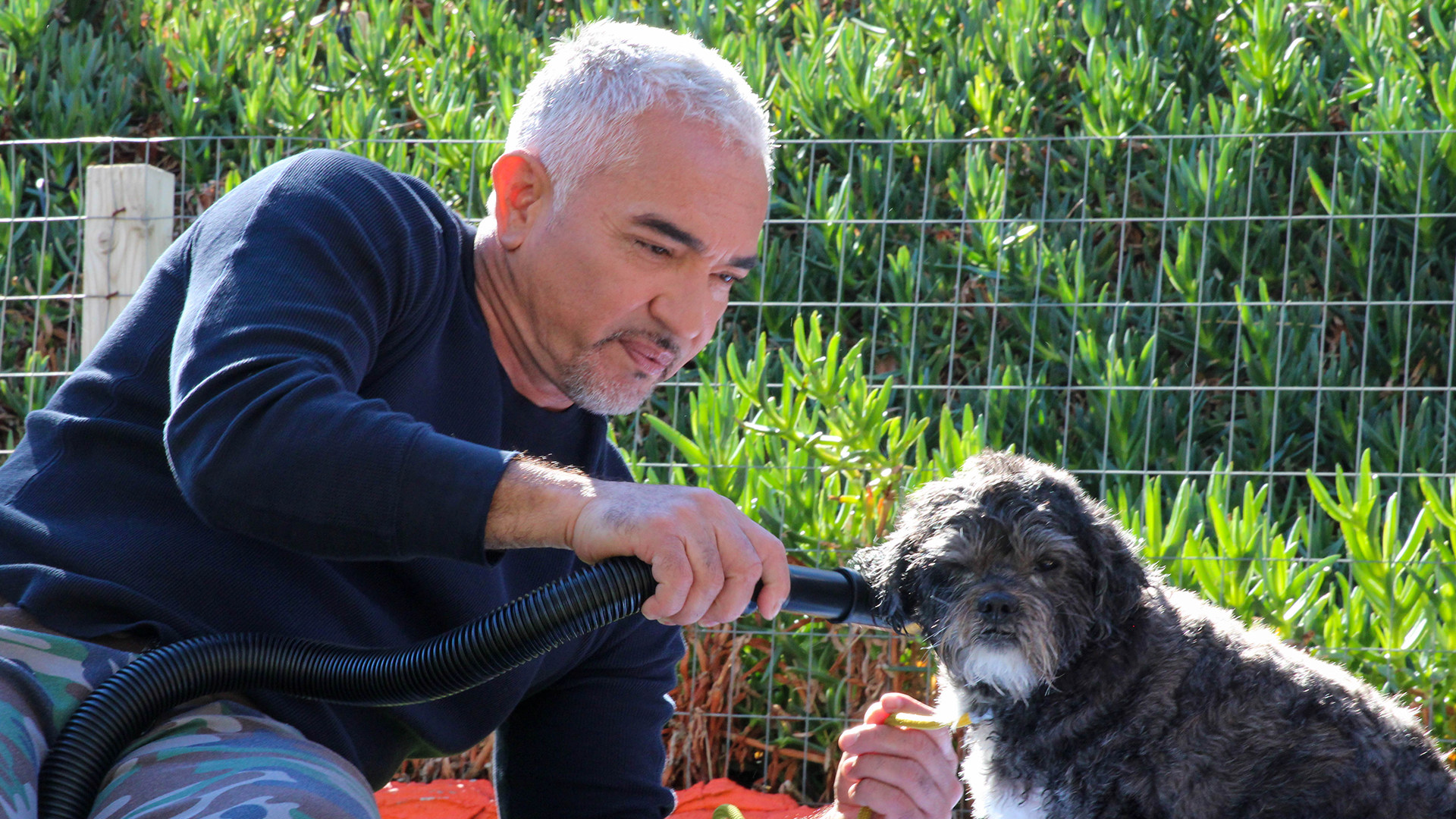 Cesar Millan: Better Human Better Dog - Disney+
