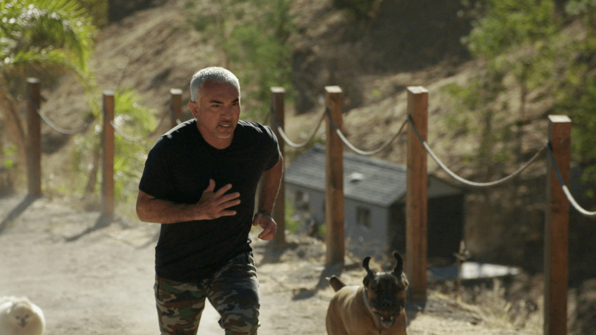 Cesar Millan: Better Human Better Dog - Disney+