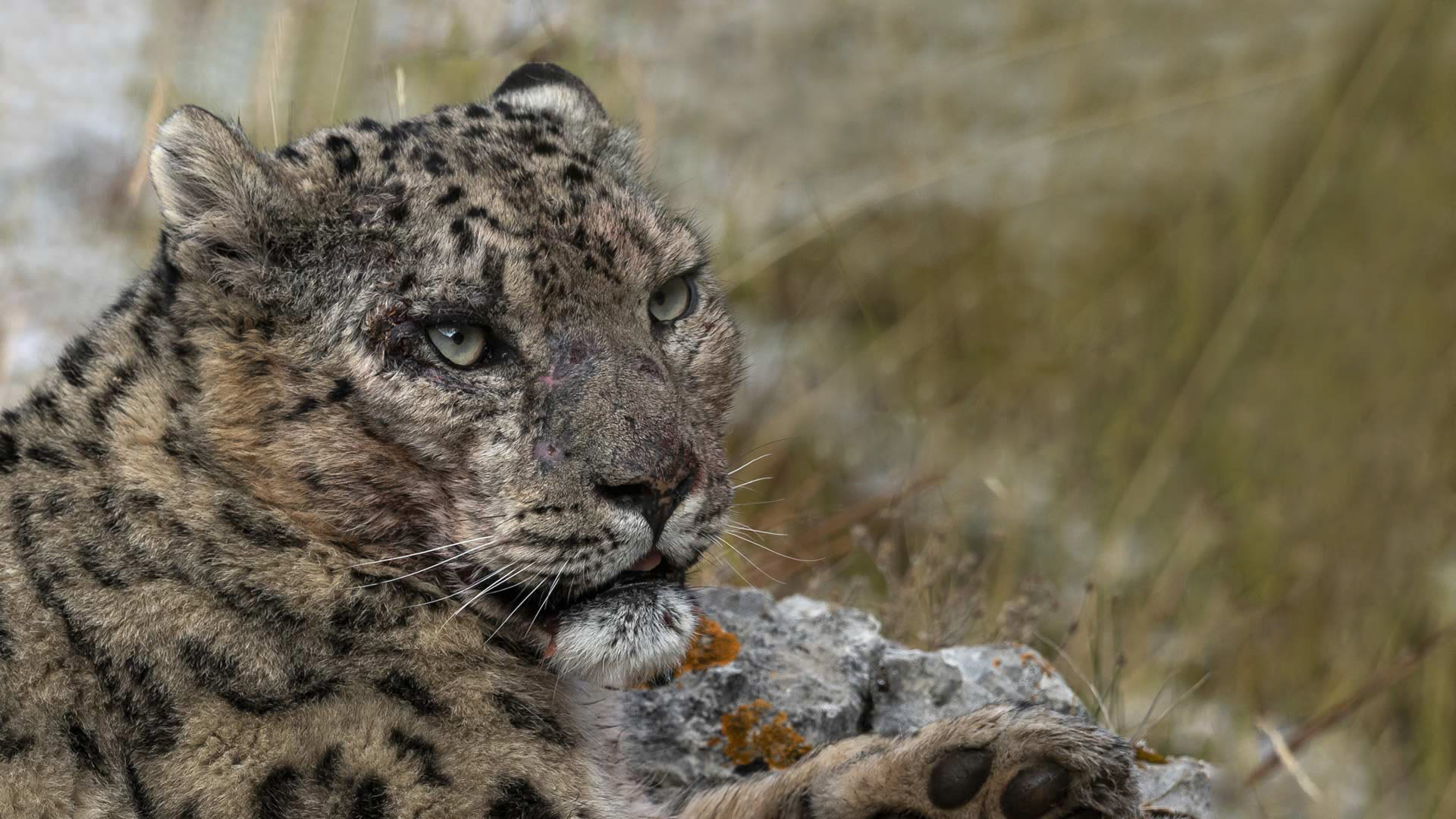 JioHotstar - Watch TV Shows, Movies, Specials, Live Cricket & Football