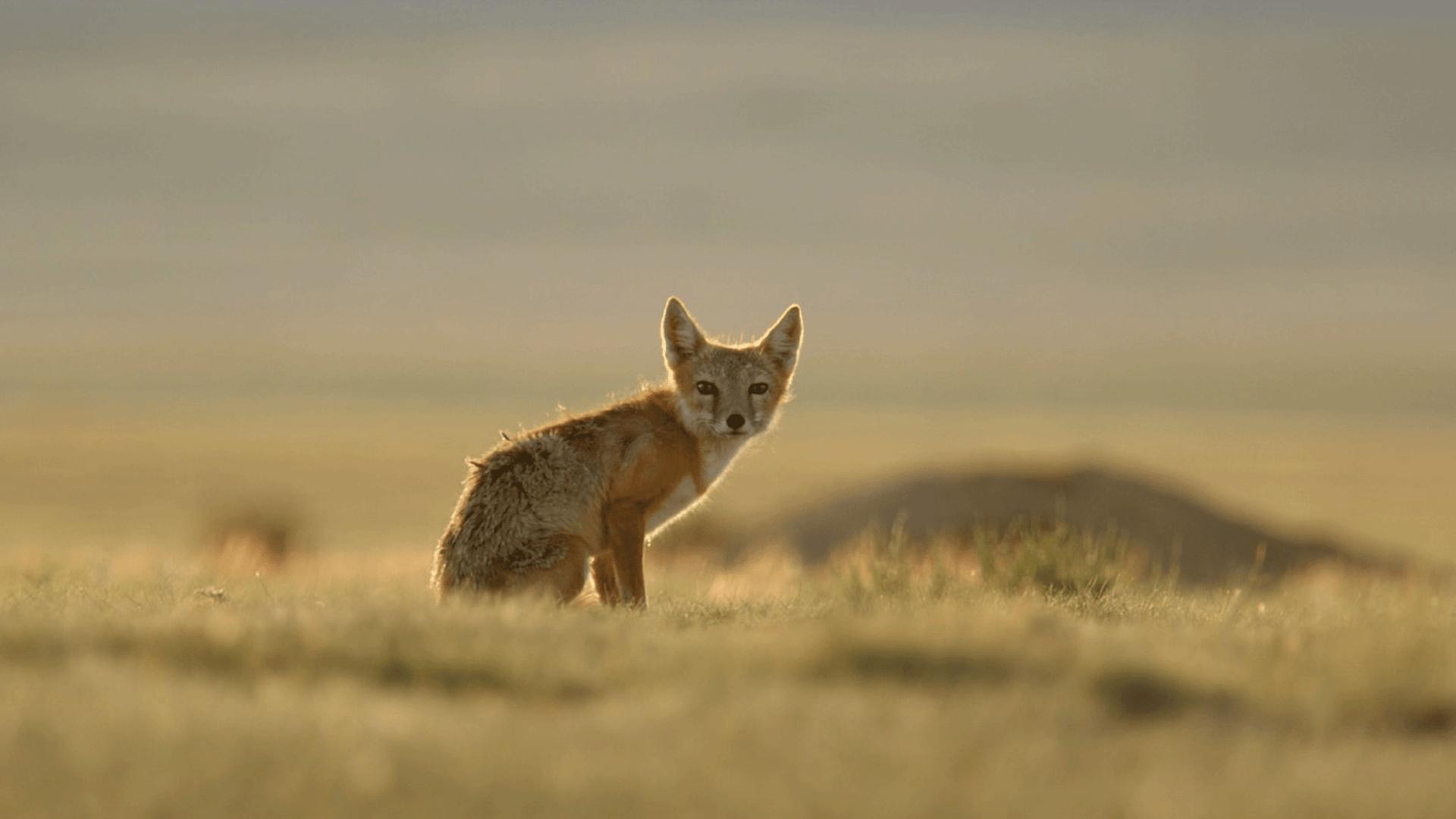 America's National Parks (Classic) - Disney+