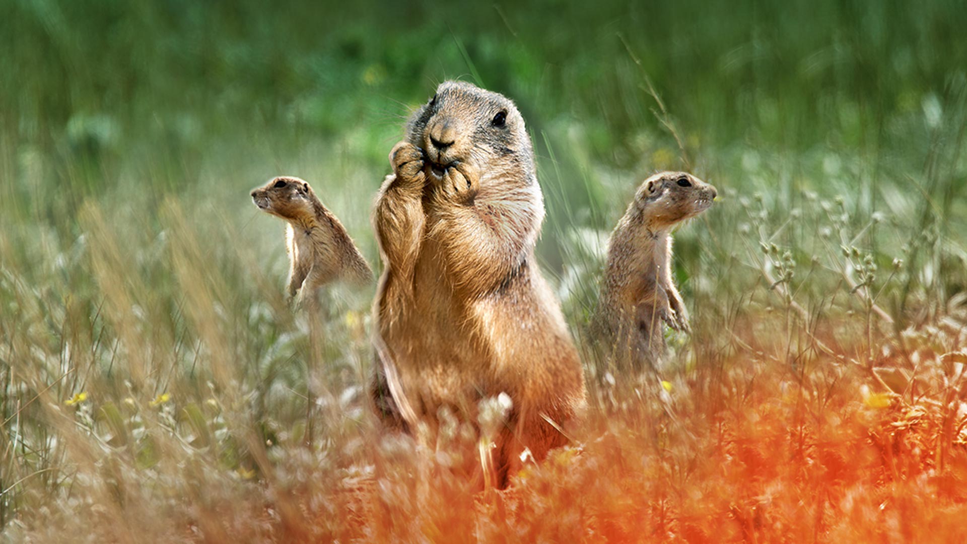 Prairie Dog Manor - Disney+