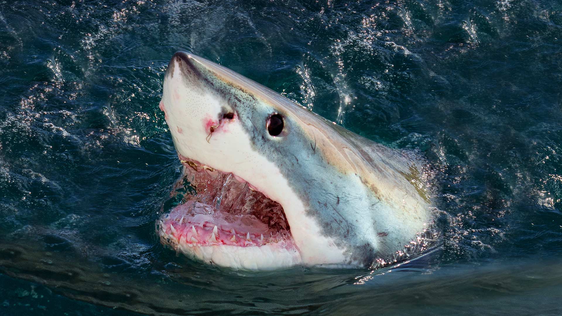 When Sharks Attack on Disney+ South Africa | English Reality SHOW