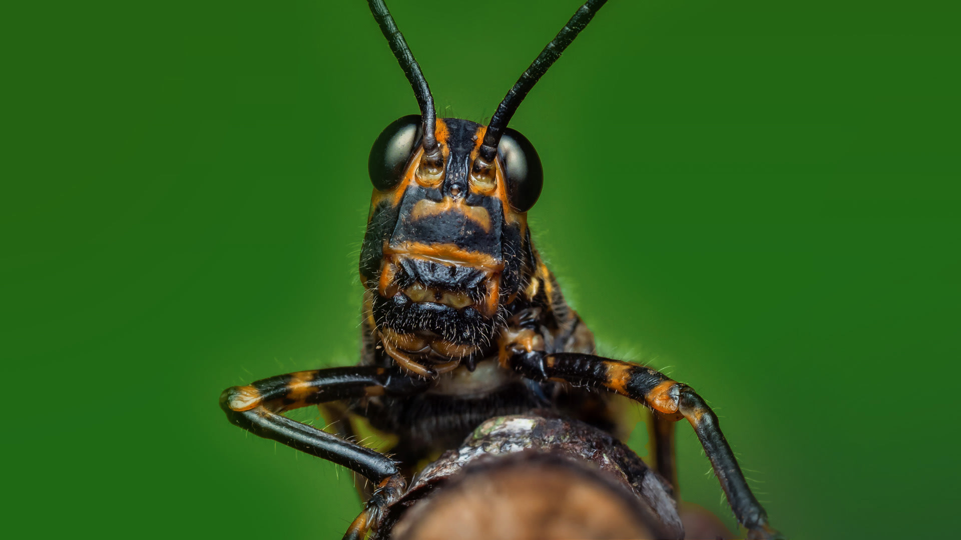 A Real Bug's Life - Disney+