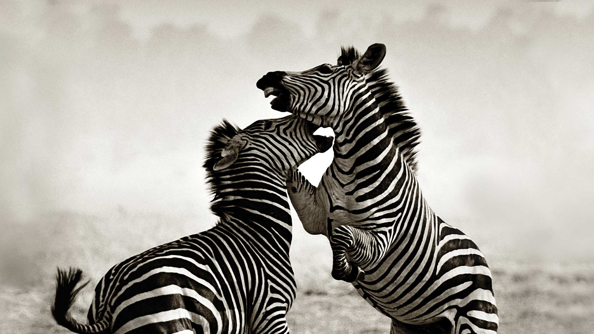 Animal Fight Night on Disney+ Qatar | English Docuseries Animals ...