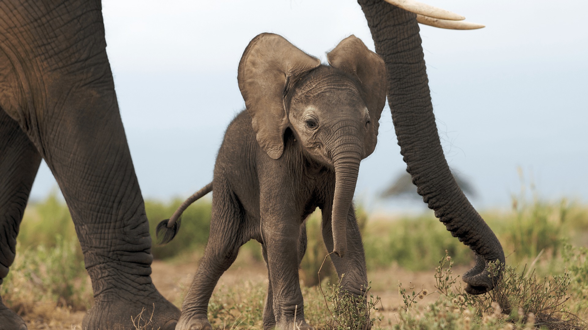 Deadly Instincts - Disney+