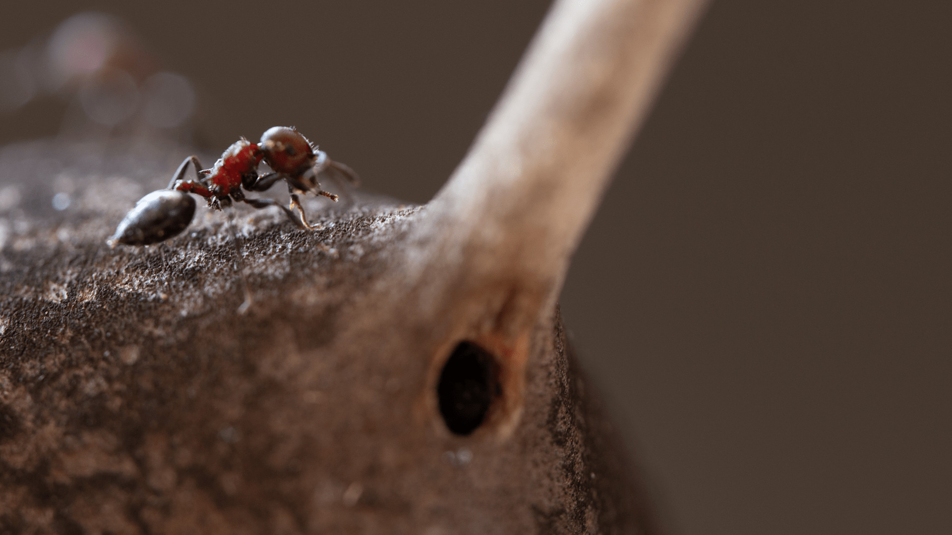 A Real Bug's Life - Disney+