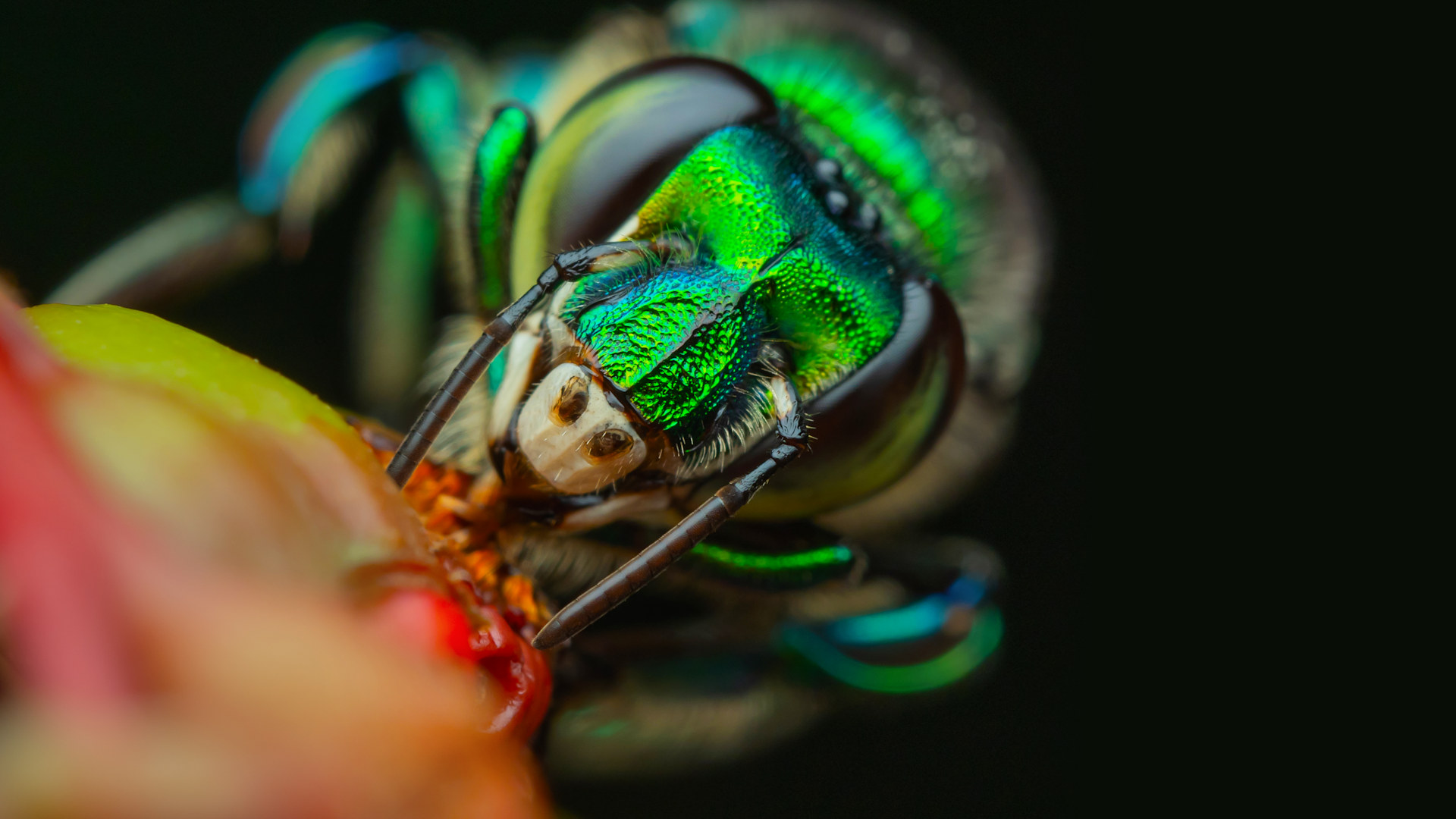 A Real Bug's Life - Disney+