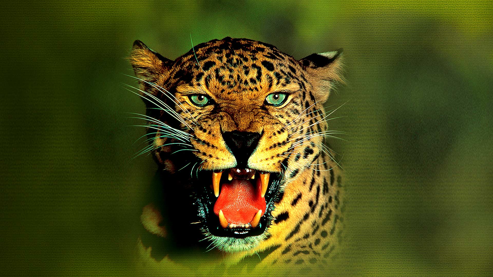 Jungle Cat - Disney+