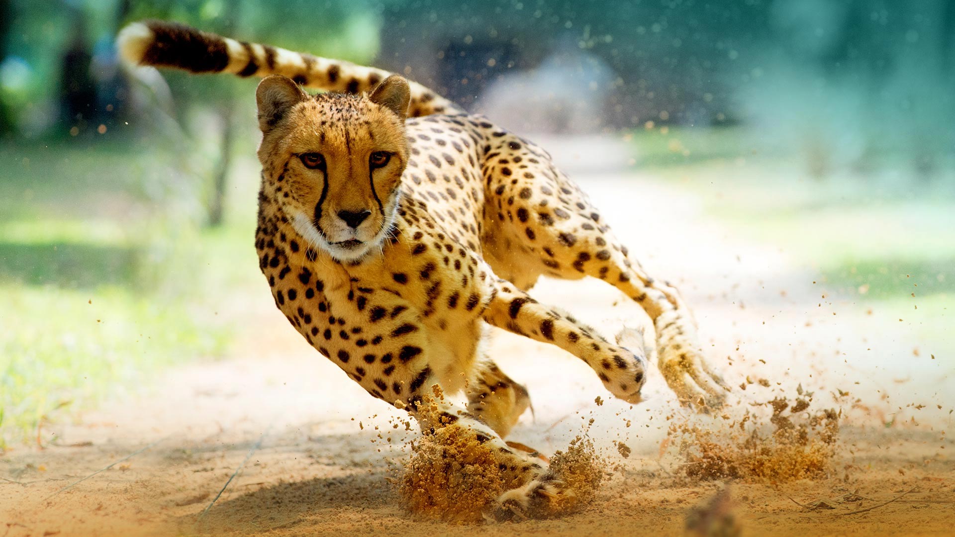 Big Cat Games on Disney+ Jordan | English Spanish Castilian (European ...