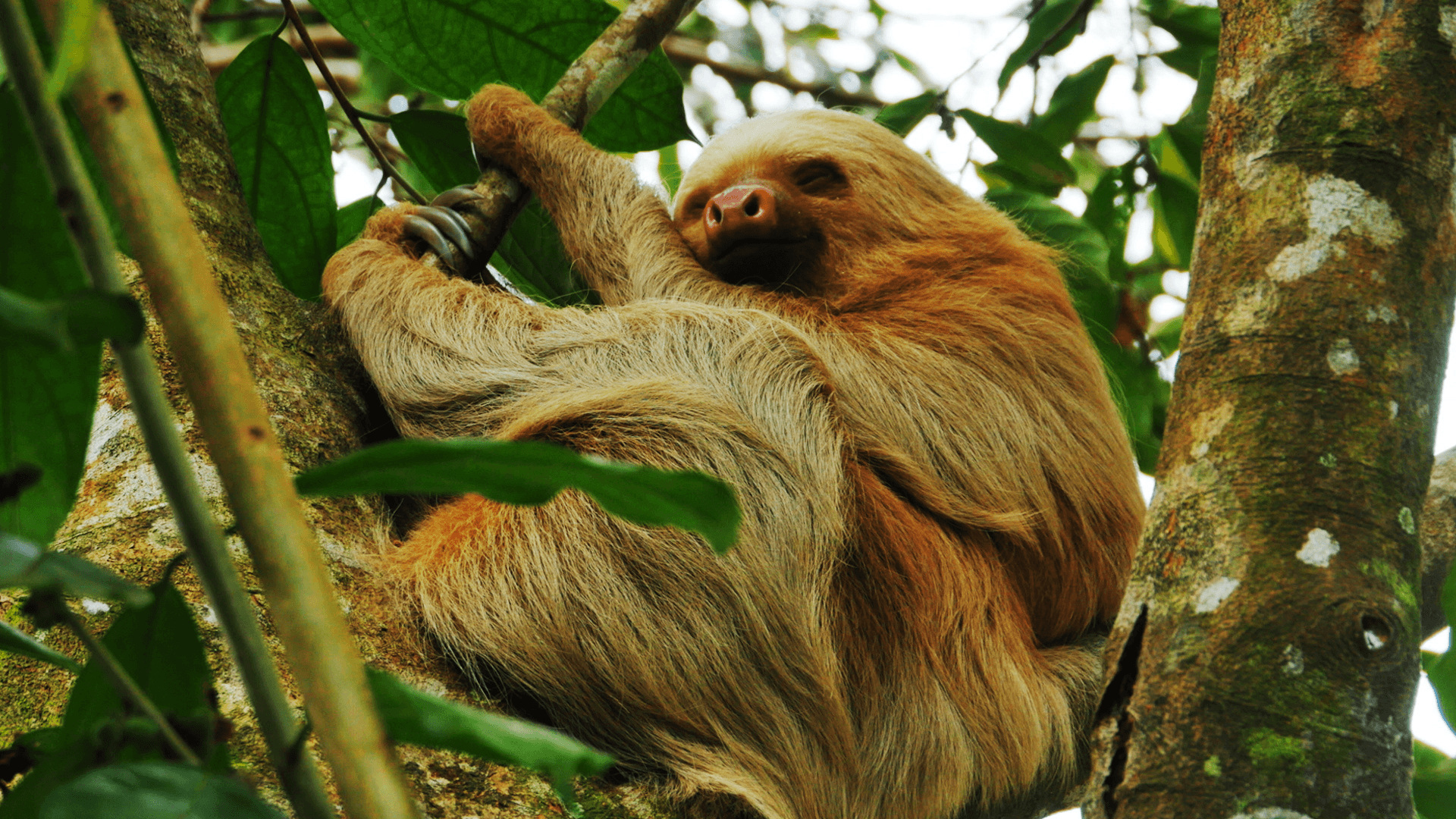 Animal Showdown - Disney+