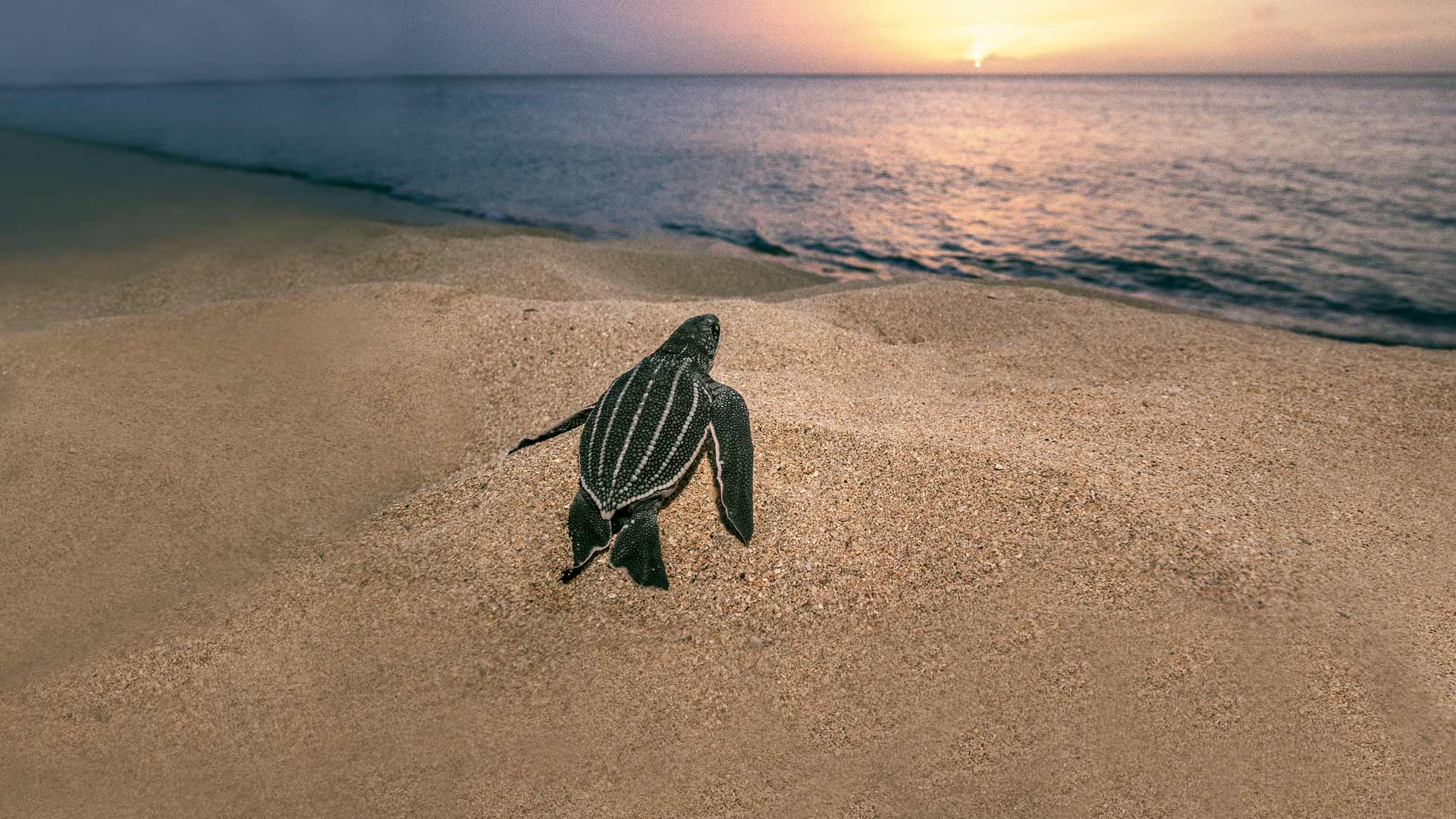 Sea of Hope: America's Underwater Treasures - Disney+