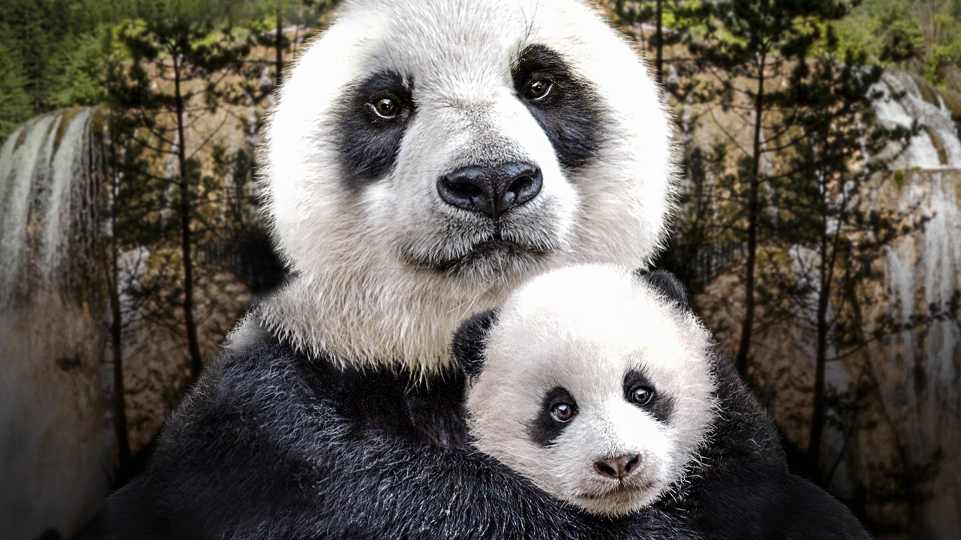 Born in China on Disney+ United Arab Emirates | English German Japanese ...