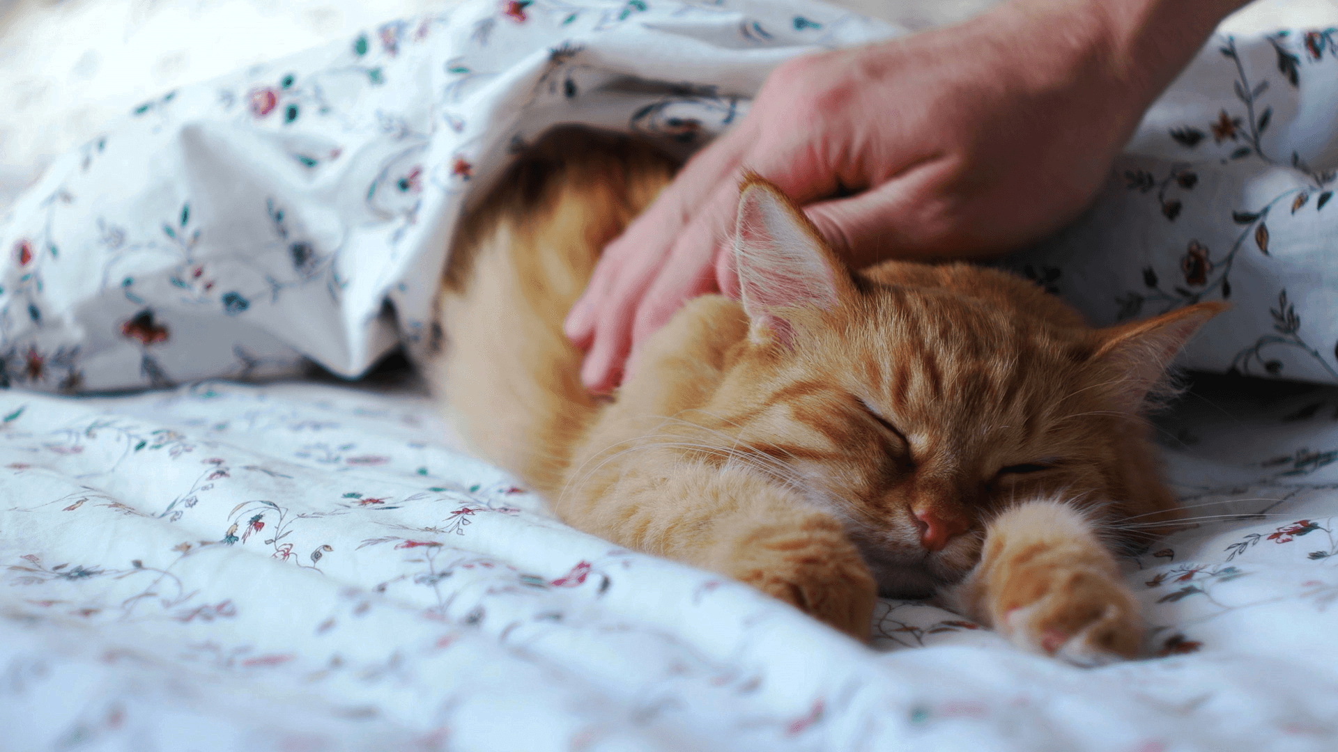 Animal Showdown - Disney+