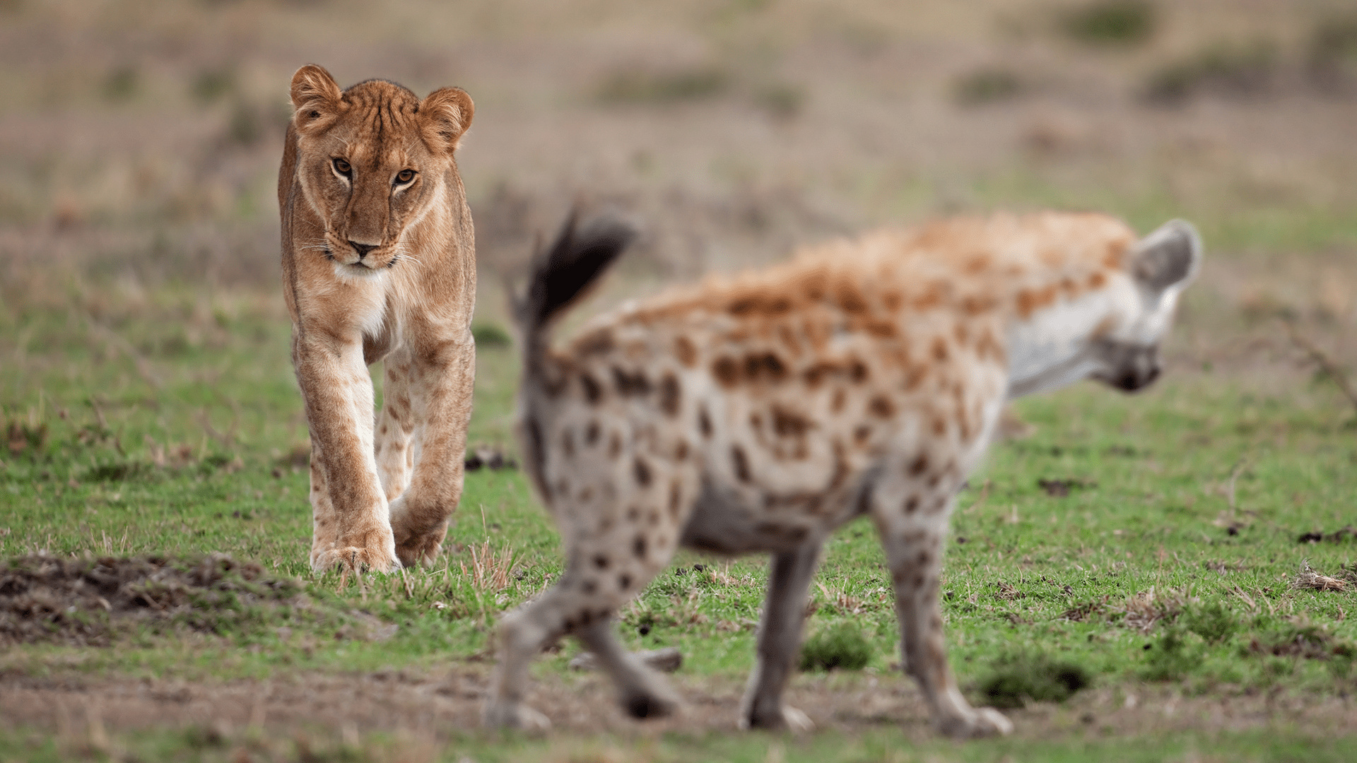 Deadly Instincts - Disney+