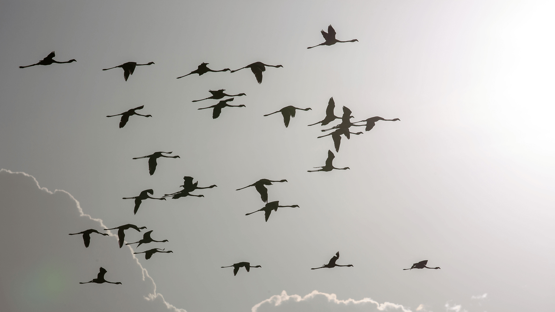 Incredible Animal Journeys - Disney+