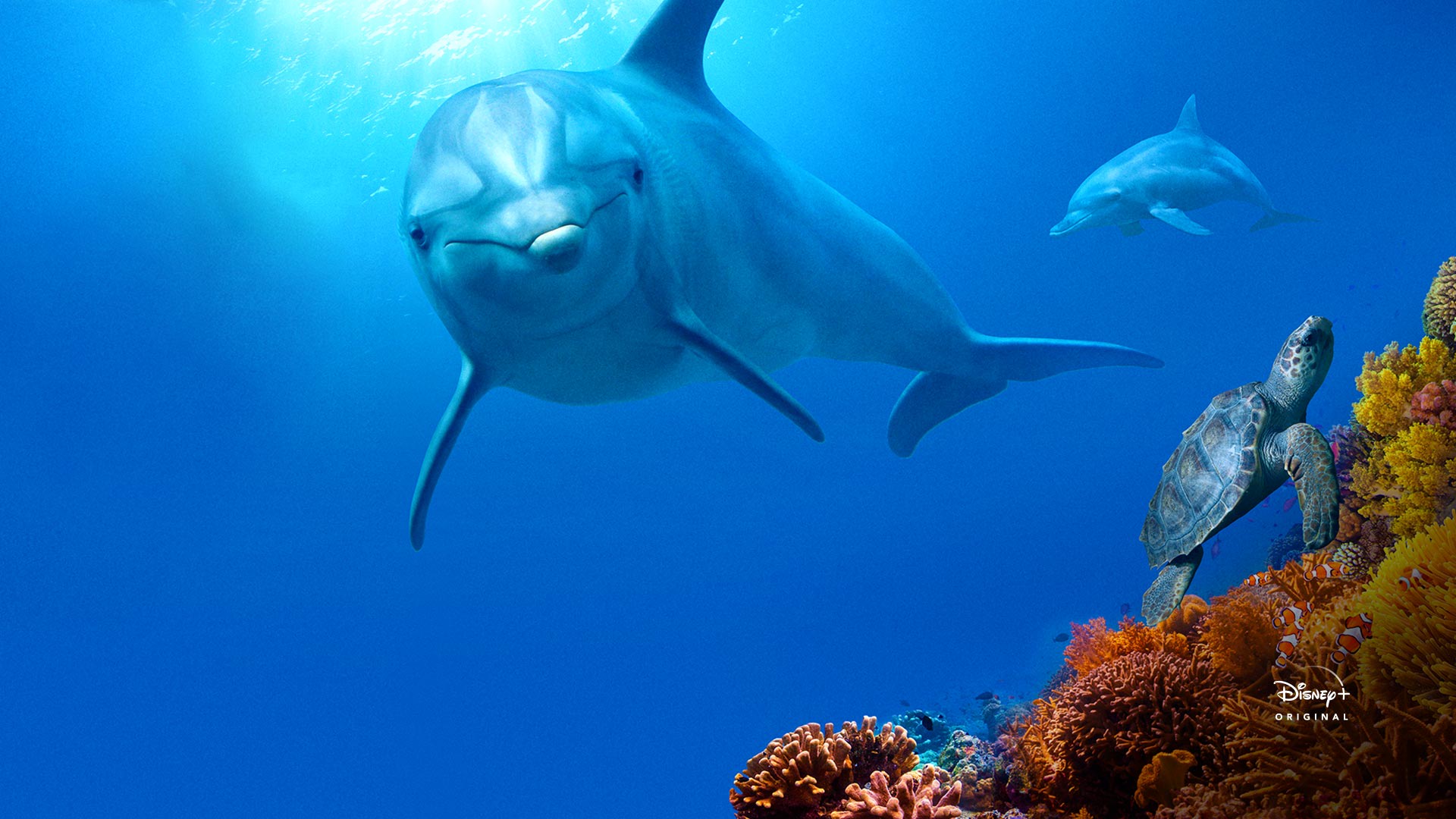 Dolphin Reef on Disney+ South Africa | English French (Parisian ...