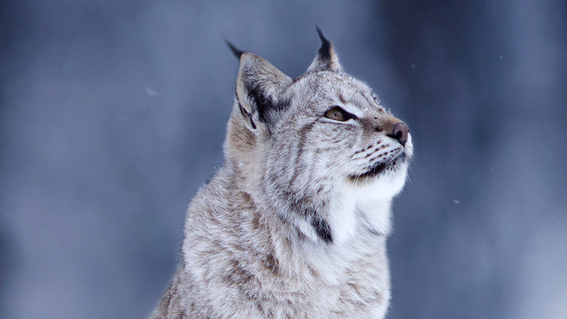 Wild Nordic on Disney+ South Africa | English French (Parisian) Spanish ...