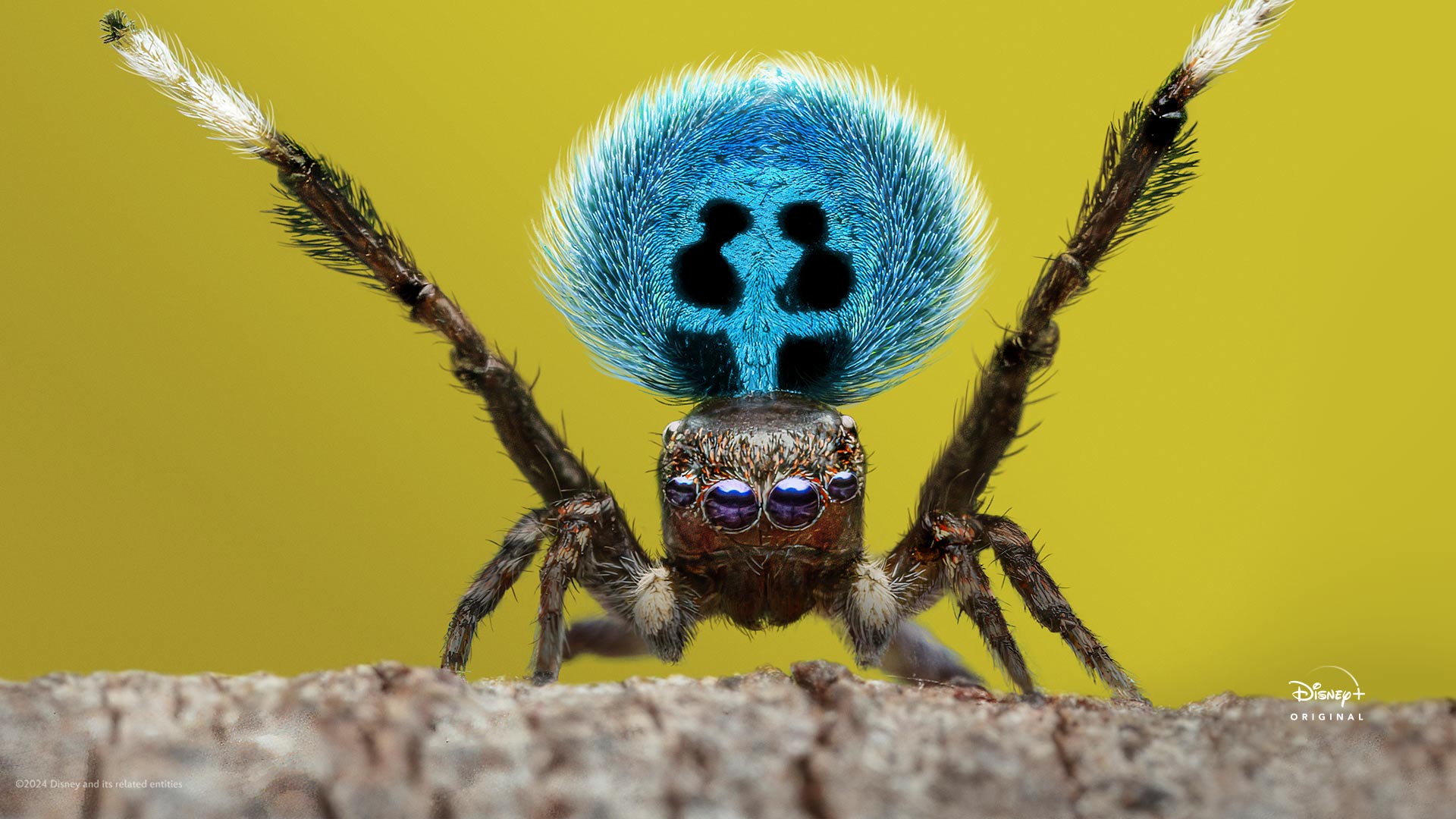 JioHotstar - Watch TV Shows, Movies, Specials, Live Cricket & Football