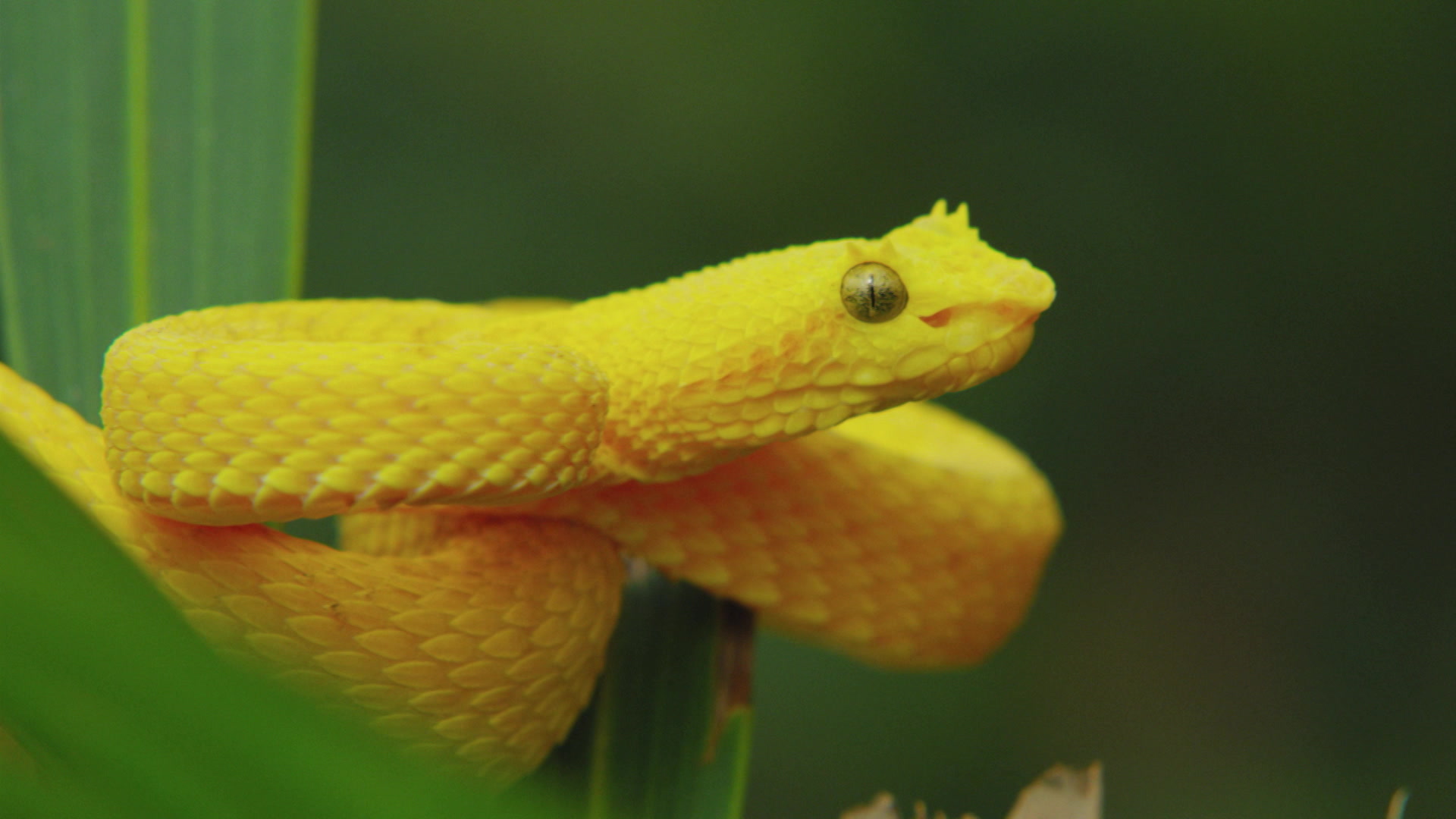 Disney+ Hotstar - Watch TV Shows, Movies, Specials, Live Cricket & Football