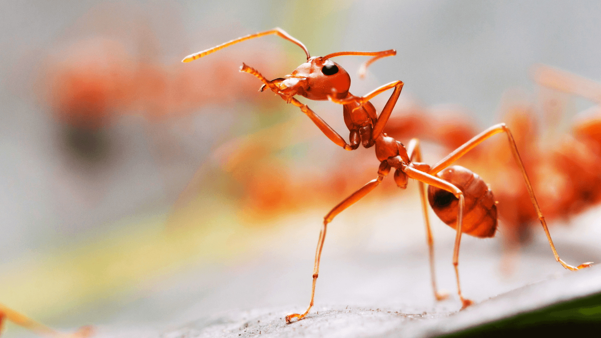 Animal Showdown - Disney+