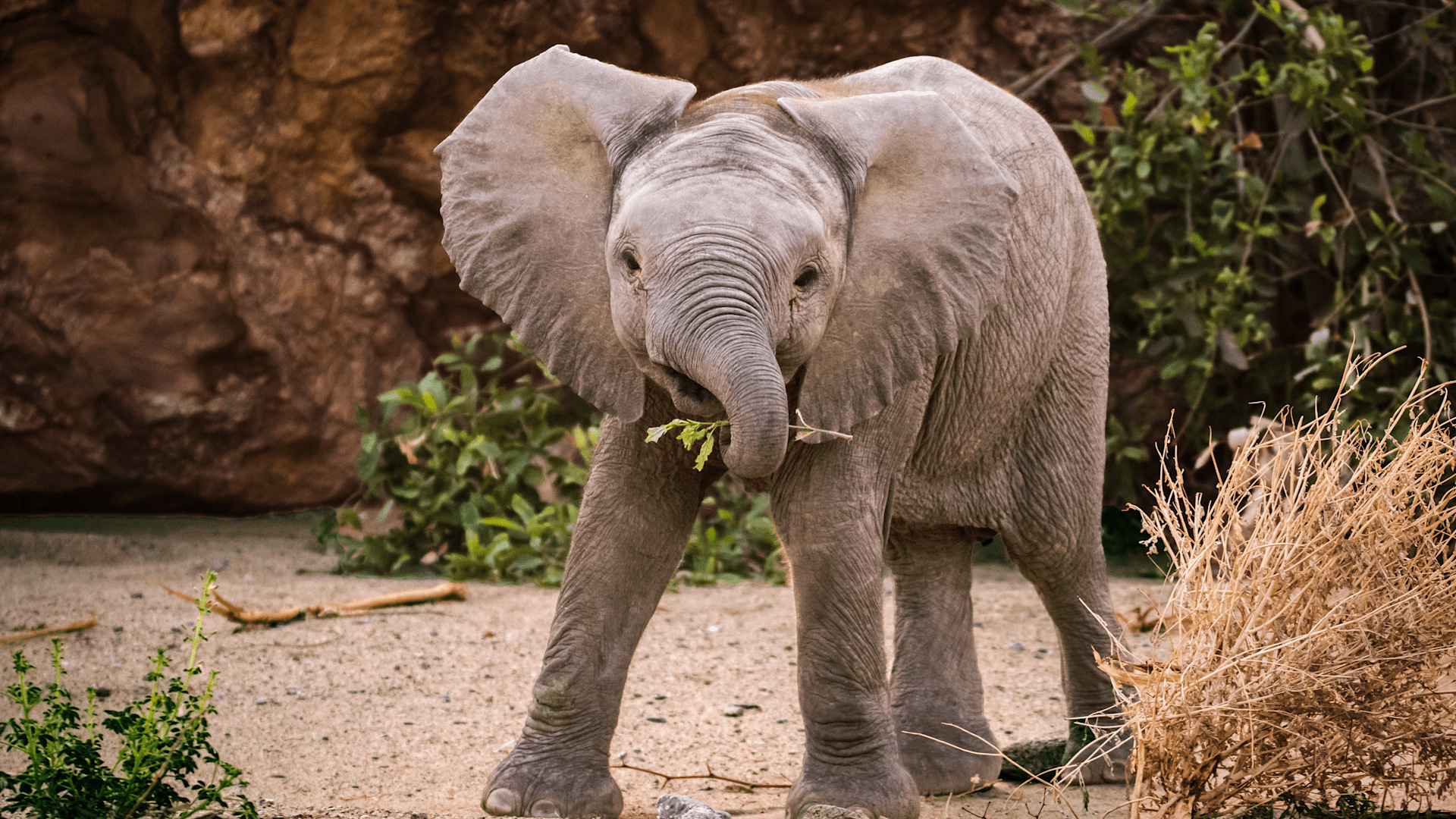 Secrets of the Elephants - Disney+