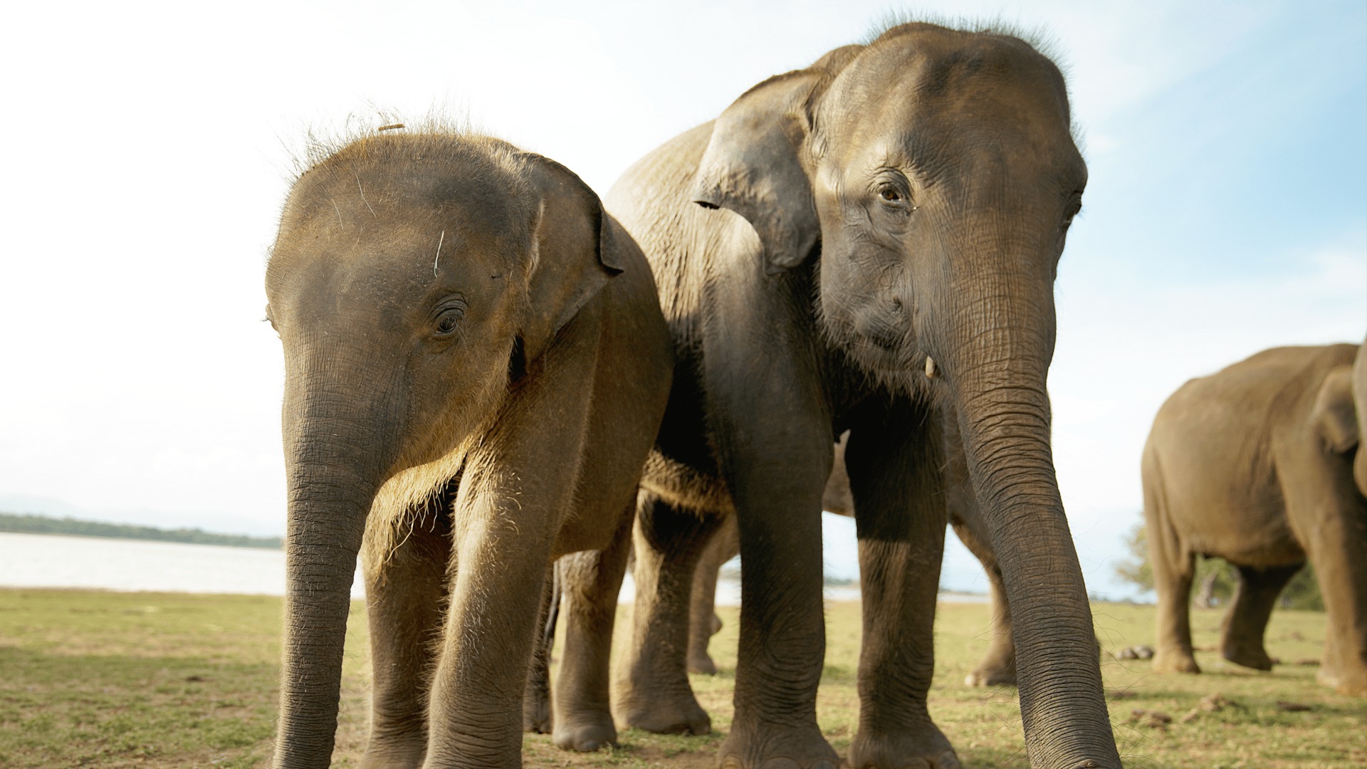 Secrets of the Elephants - Disney+