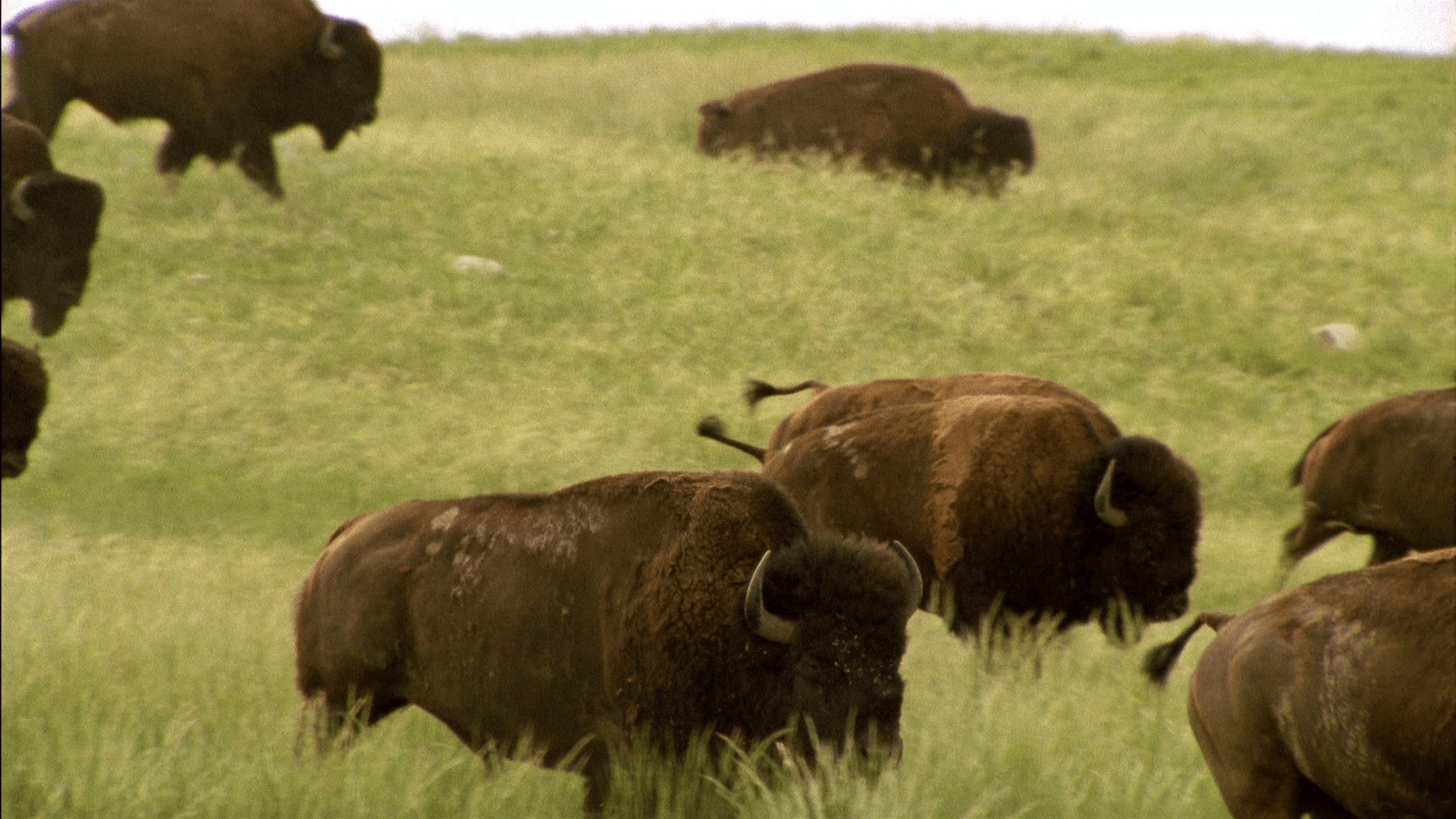 Animal Fight Club - Disney+