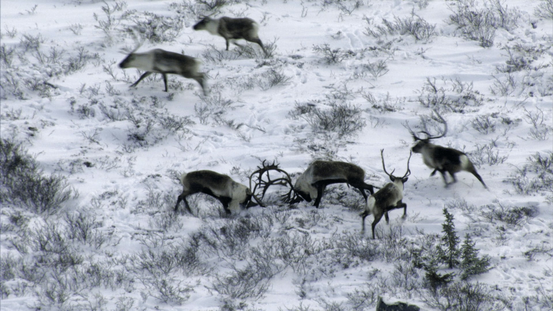 Animal Fight Night - Disney+