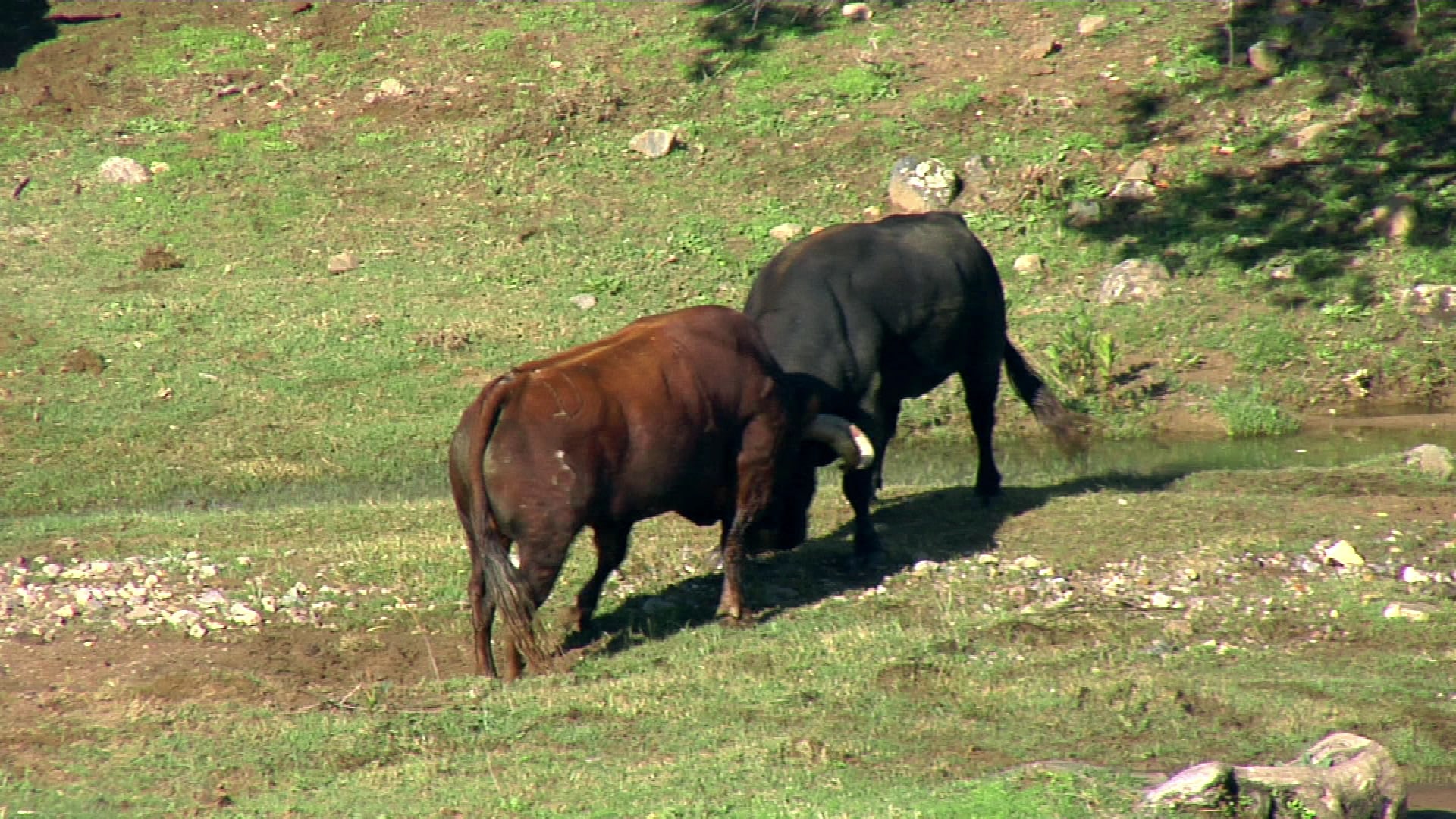 Animal Fight Night - Disney+