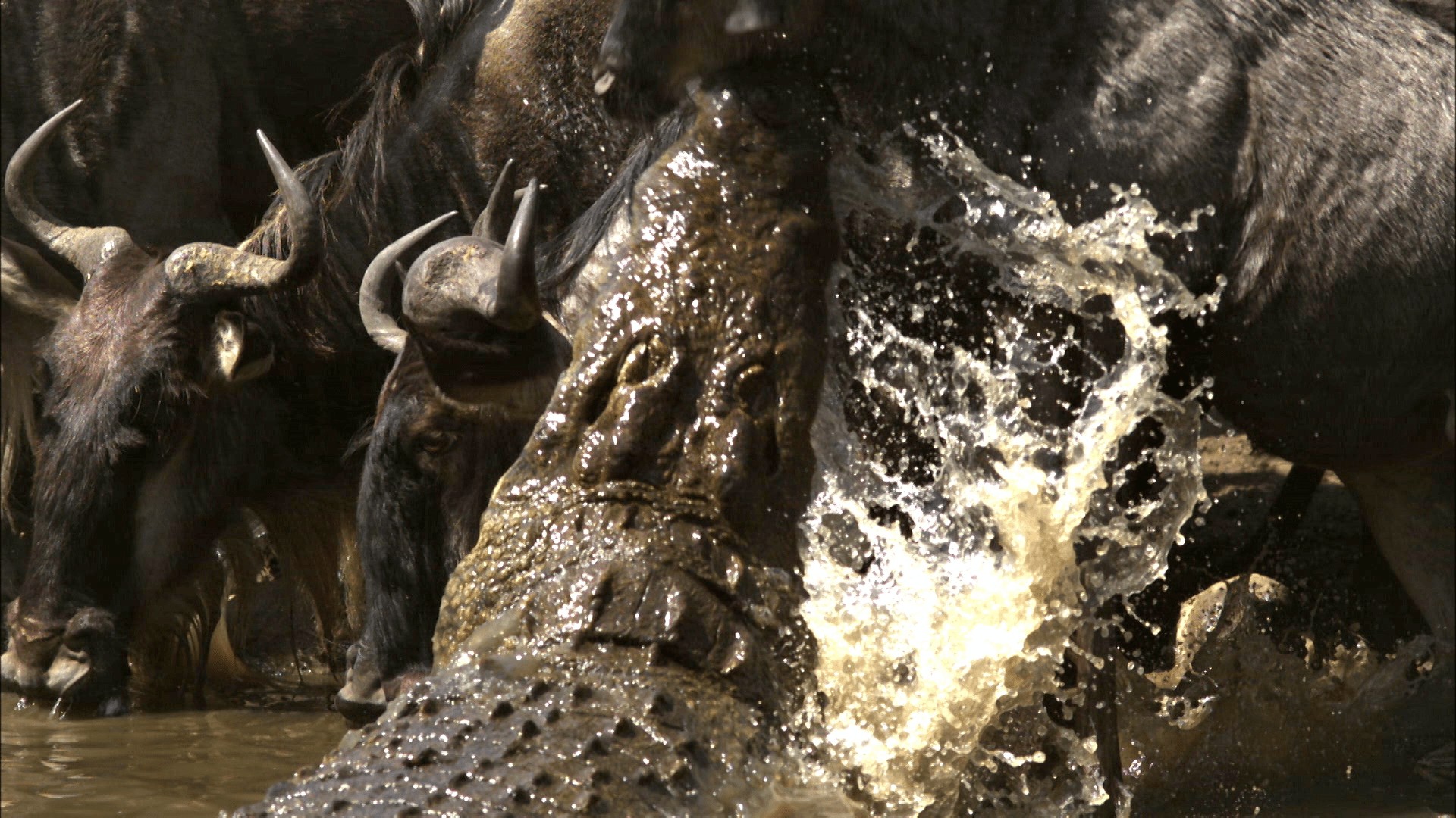 Animal Fight Night - Disney+