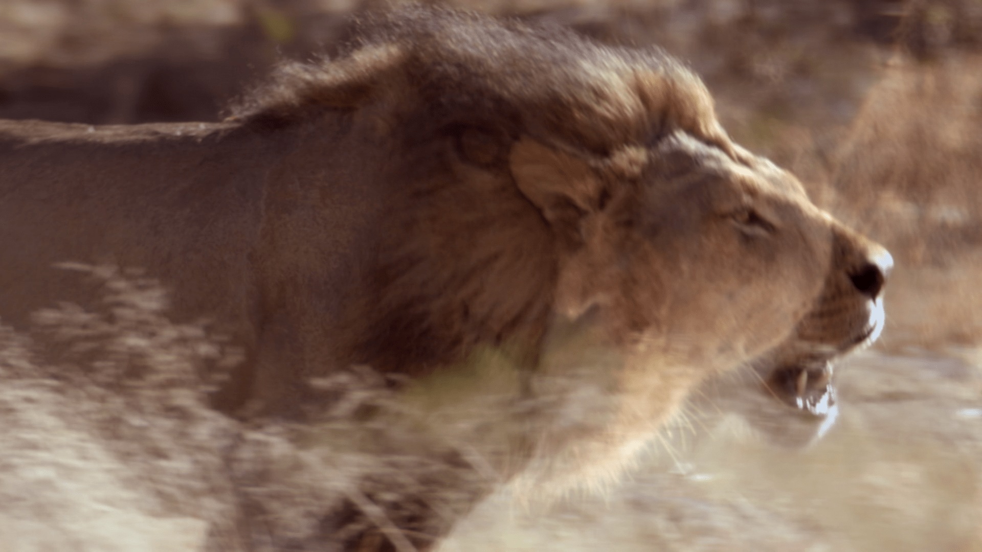 Animal Fight Night - Disney+