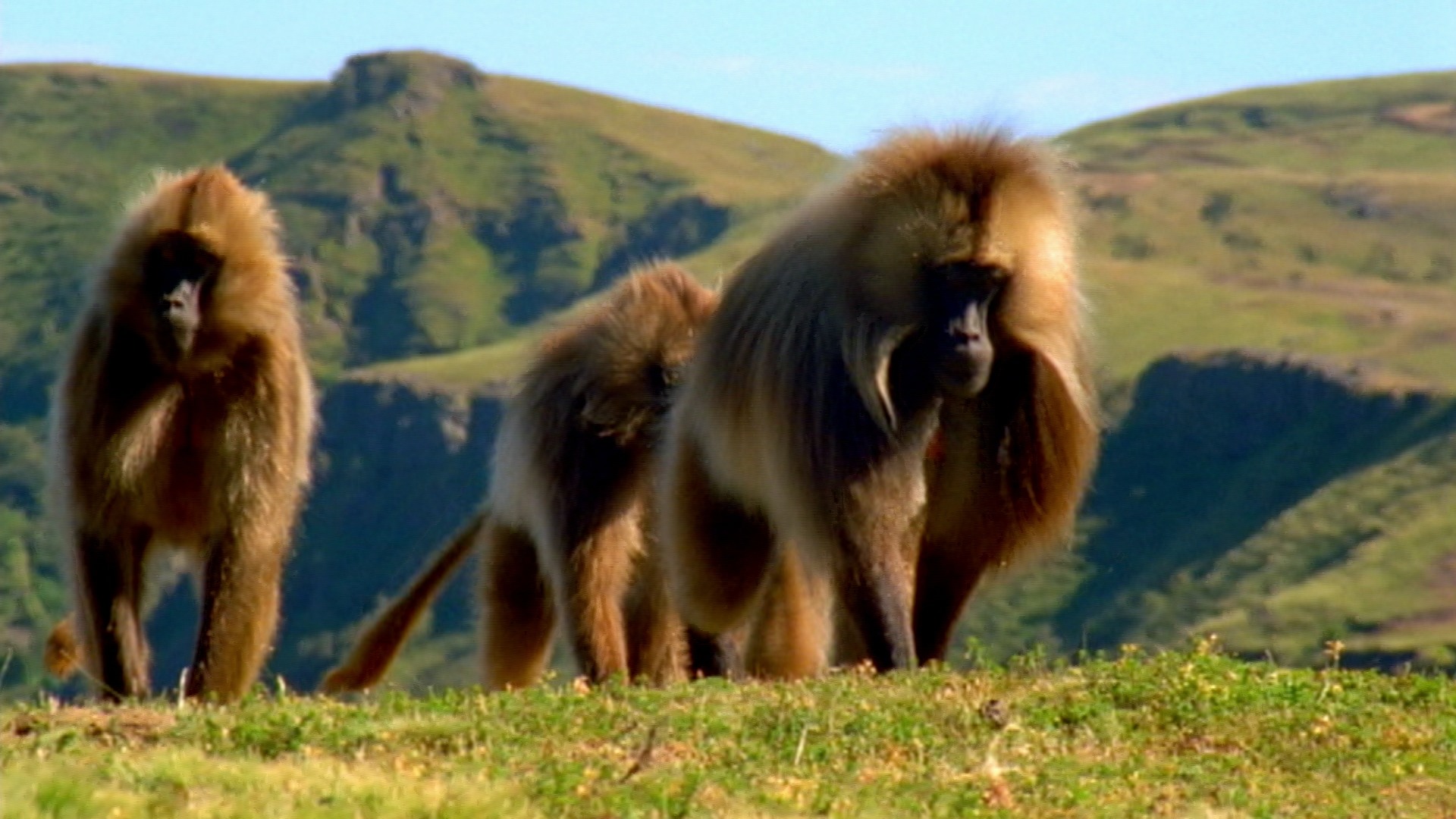 Animal Fight Club - Disney+