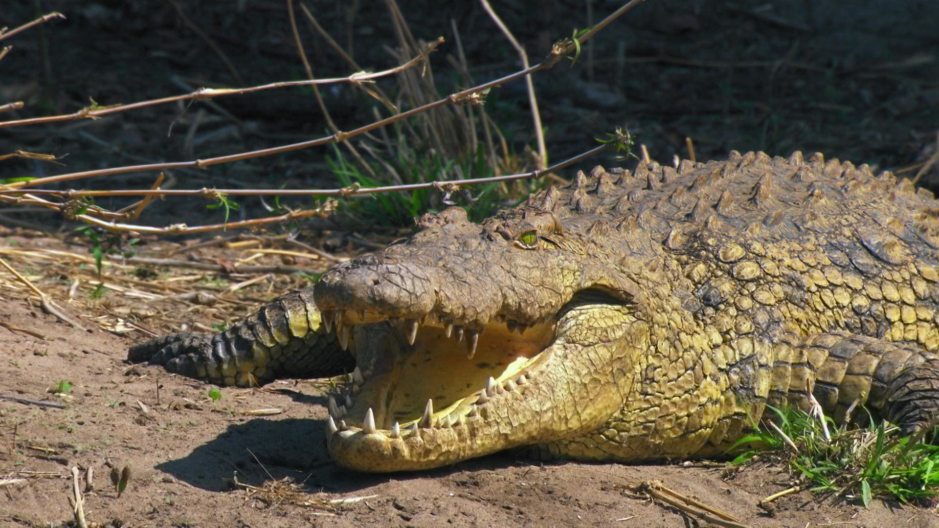 JioHotstar - Watch TV Shows, Movies, Specials, Live Cricket & Football