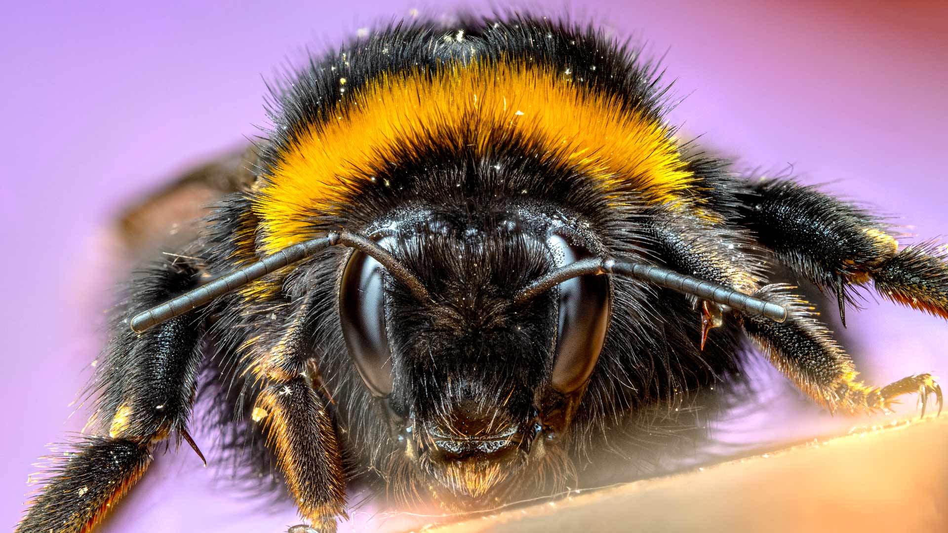 A Real Bug's Life, Animals & Nature TV Series - Nonton Semua Episode ...