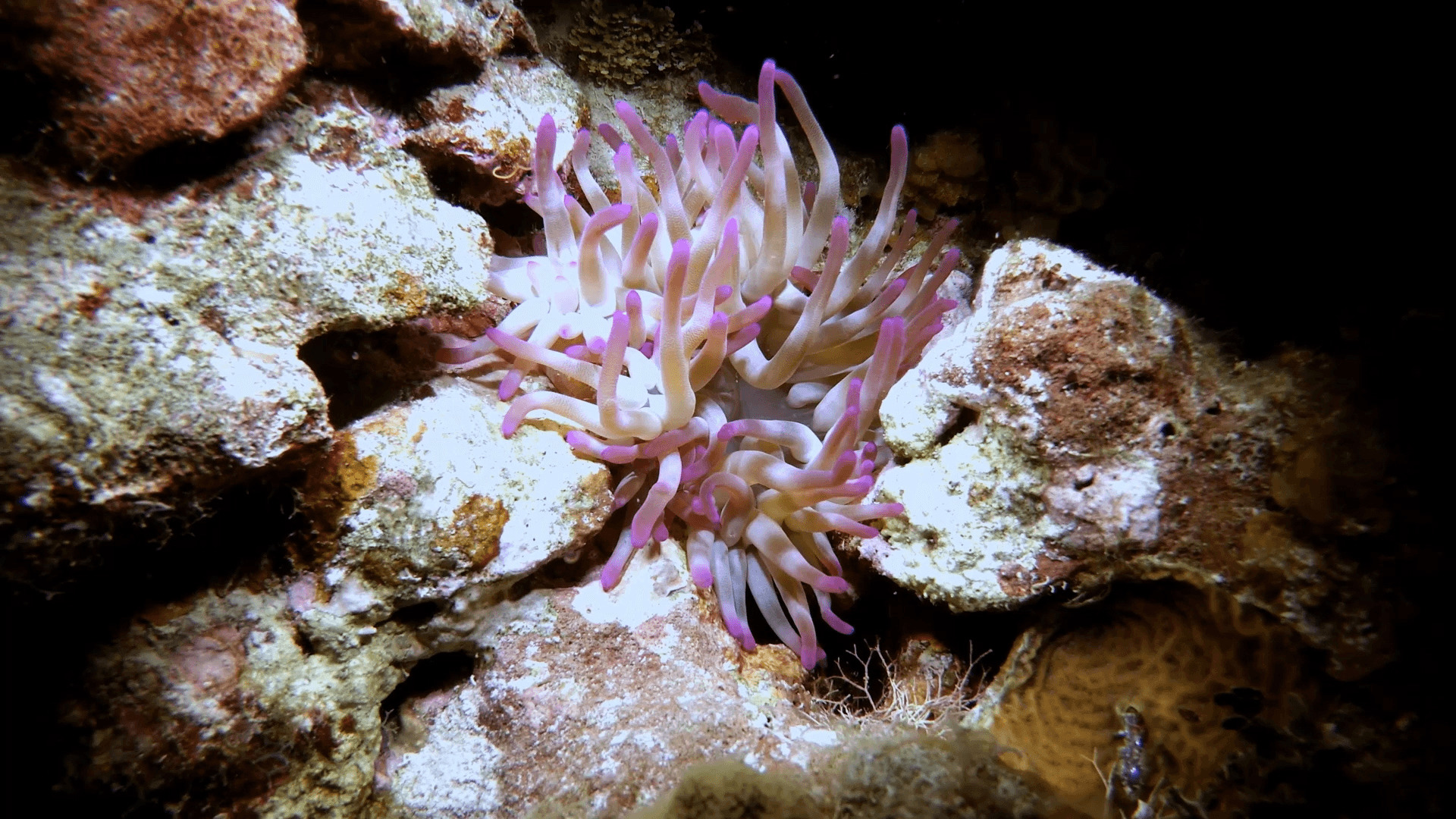 Scuba Sam's World - Disney+