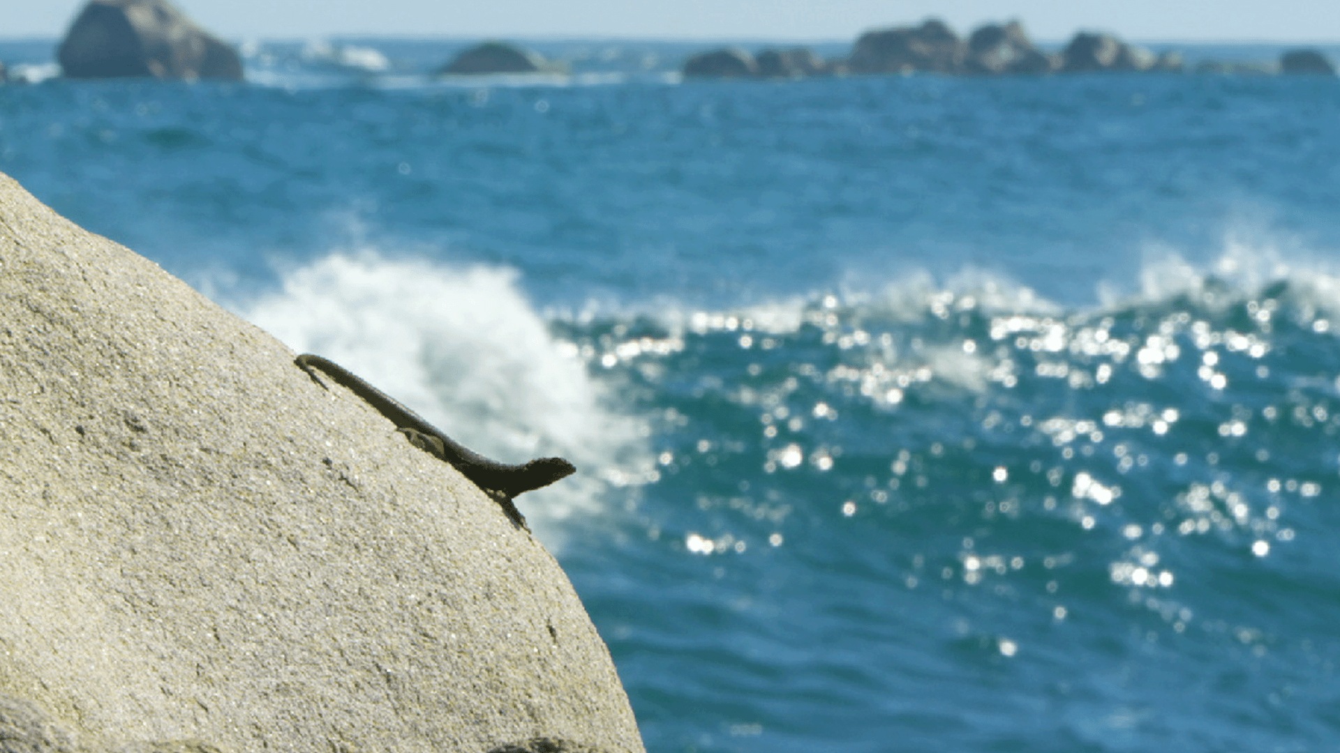 Wild Chile - Disney+